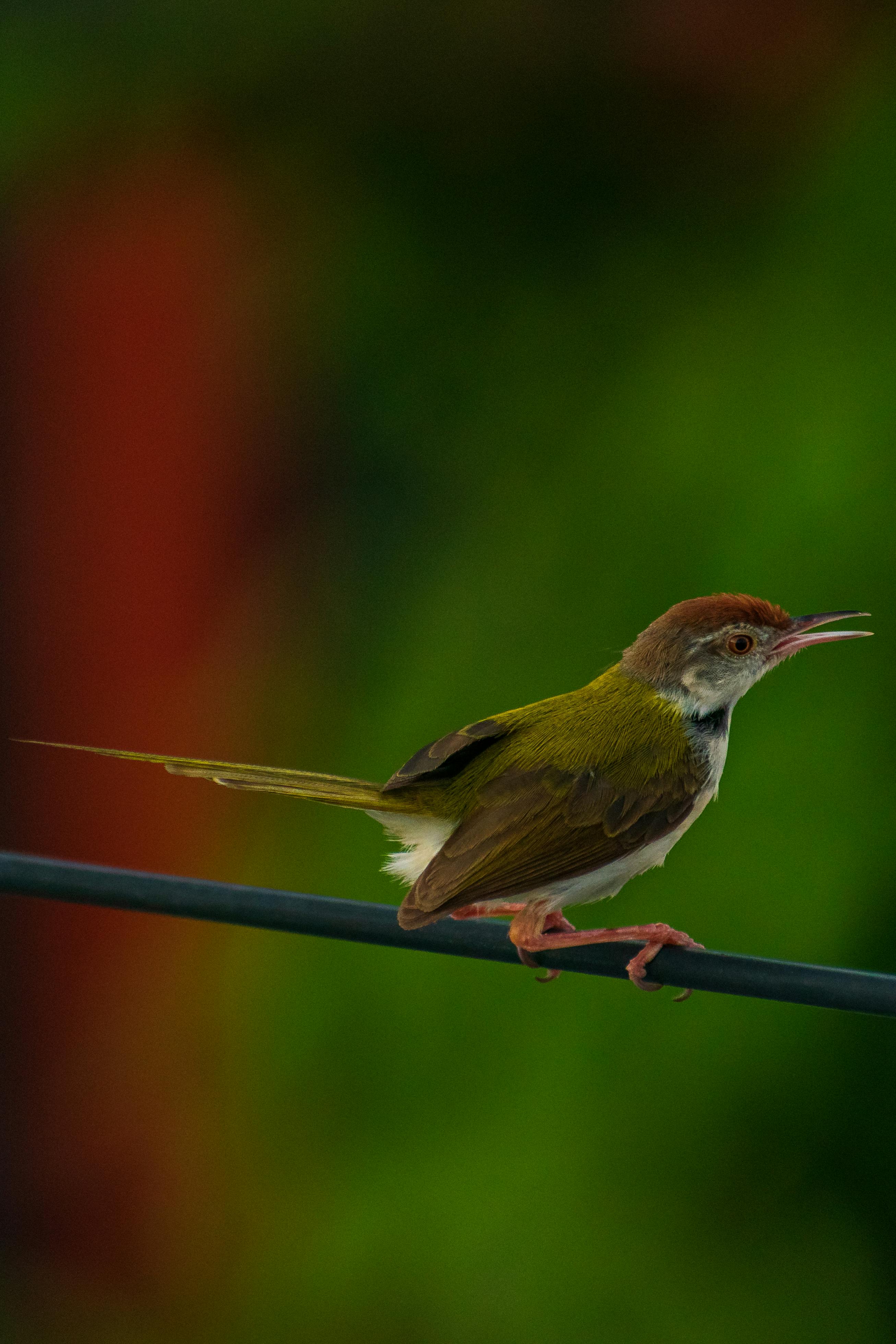 Close up of Small Bird · Free Stock Photo