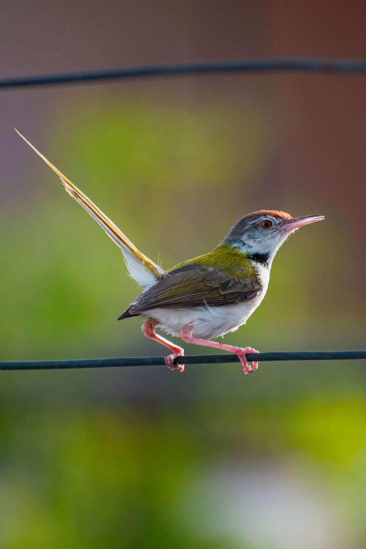 Common Tailorbird Photos, Download The BEST Free Common Tailorbird ...