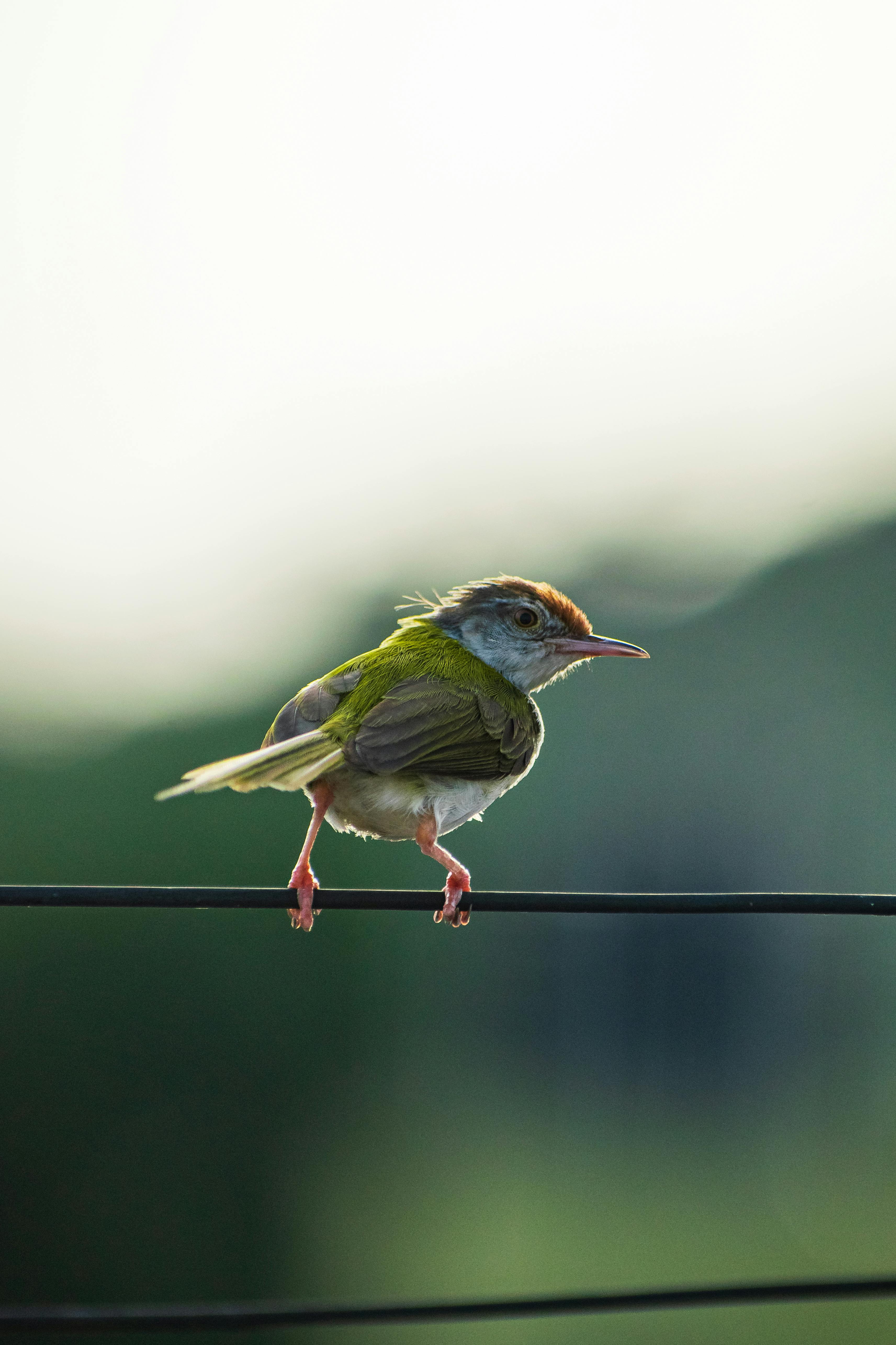 Close up of Small Bird · Free Stock Photo