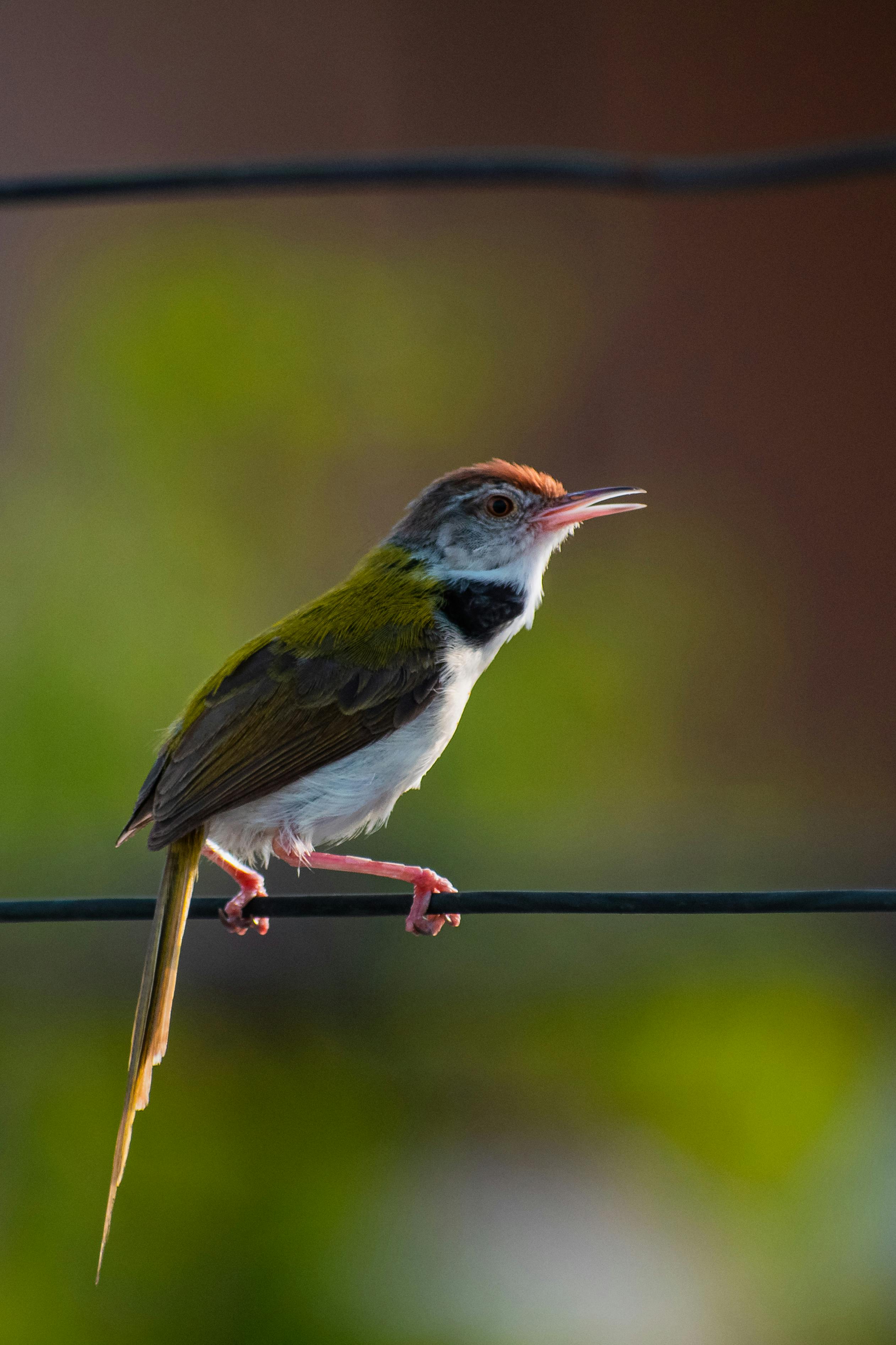 Close up of Small Bird · Free Stock Photo