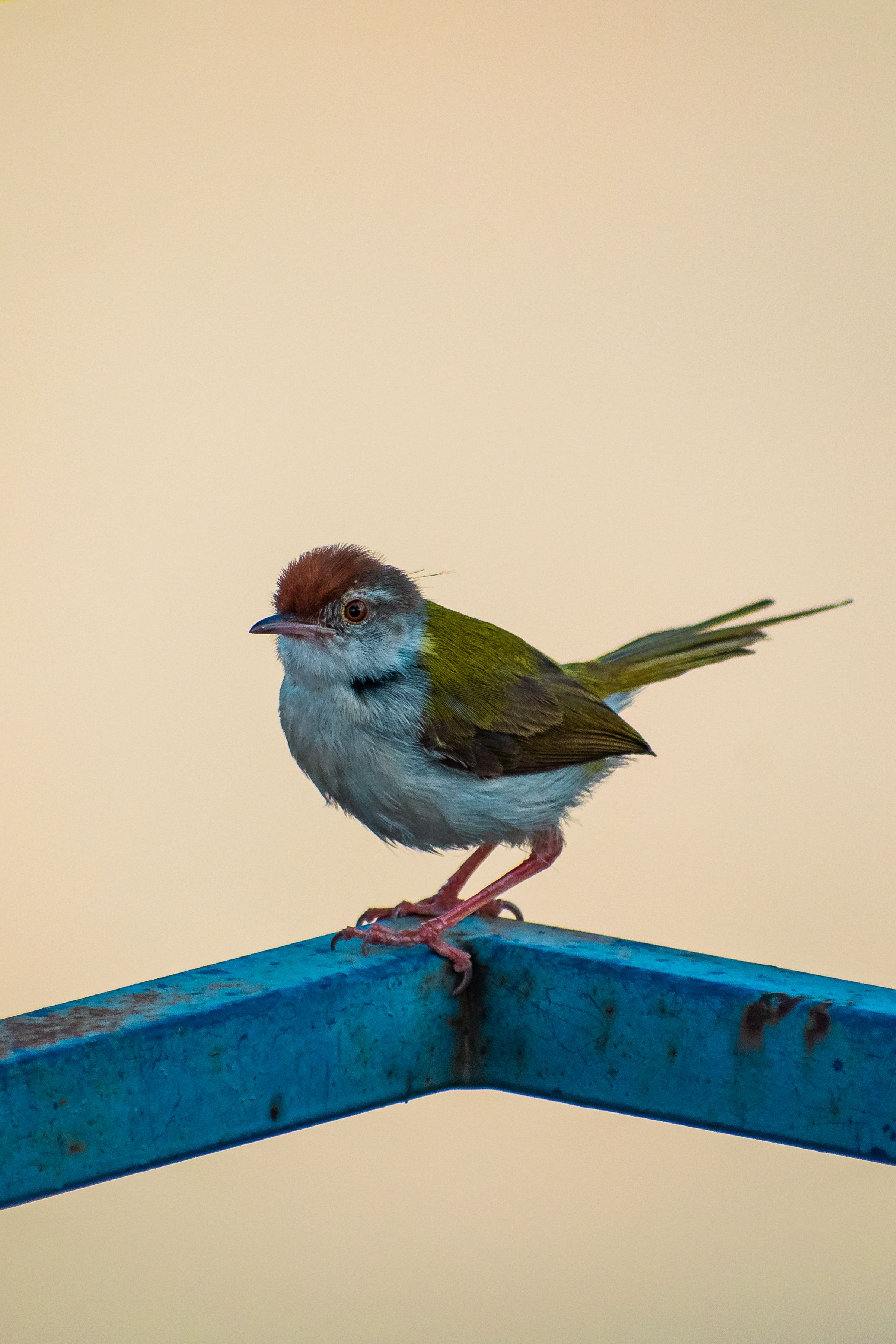 Close up of Small Bird · Free Stock Photo