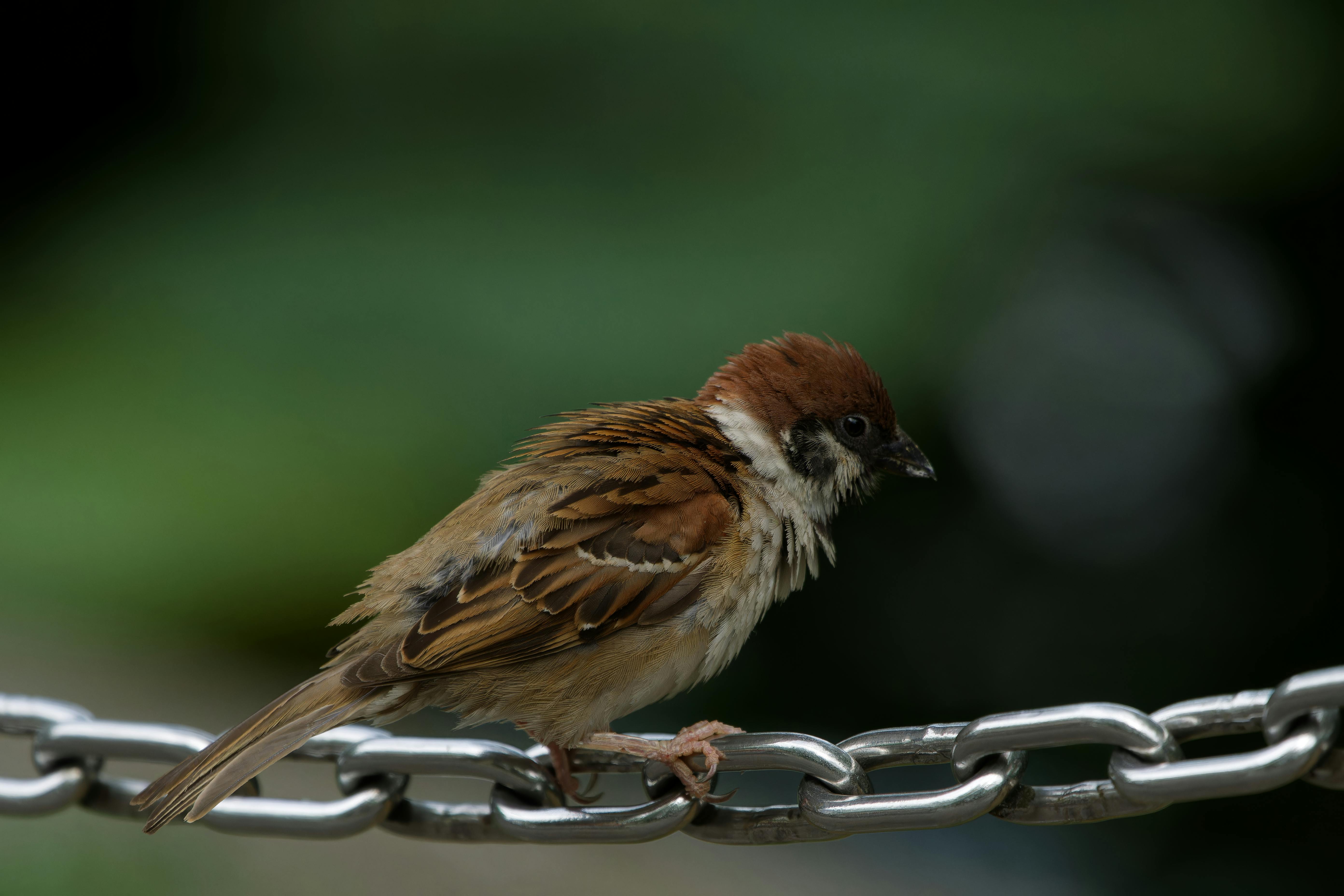 Sparrow on Chain · Free Stock Photo