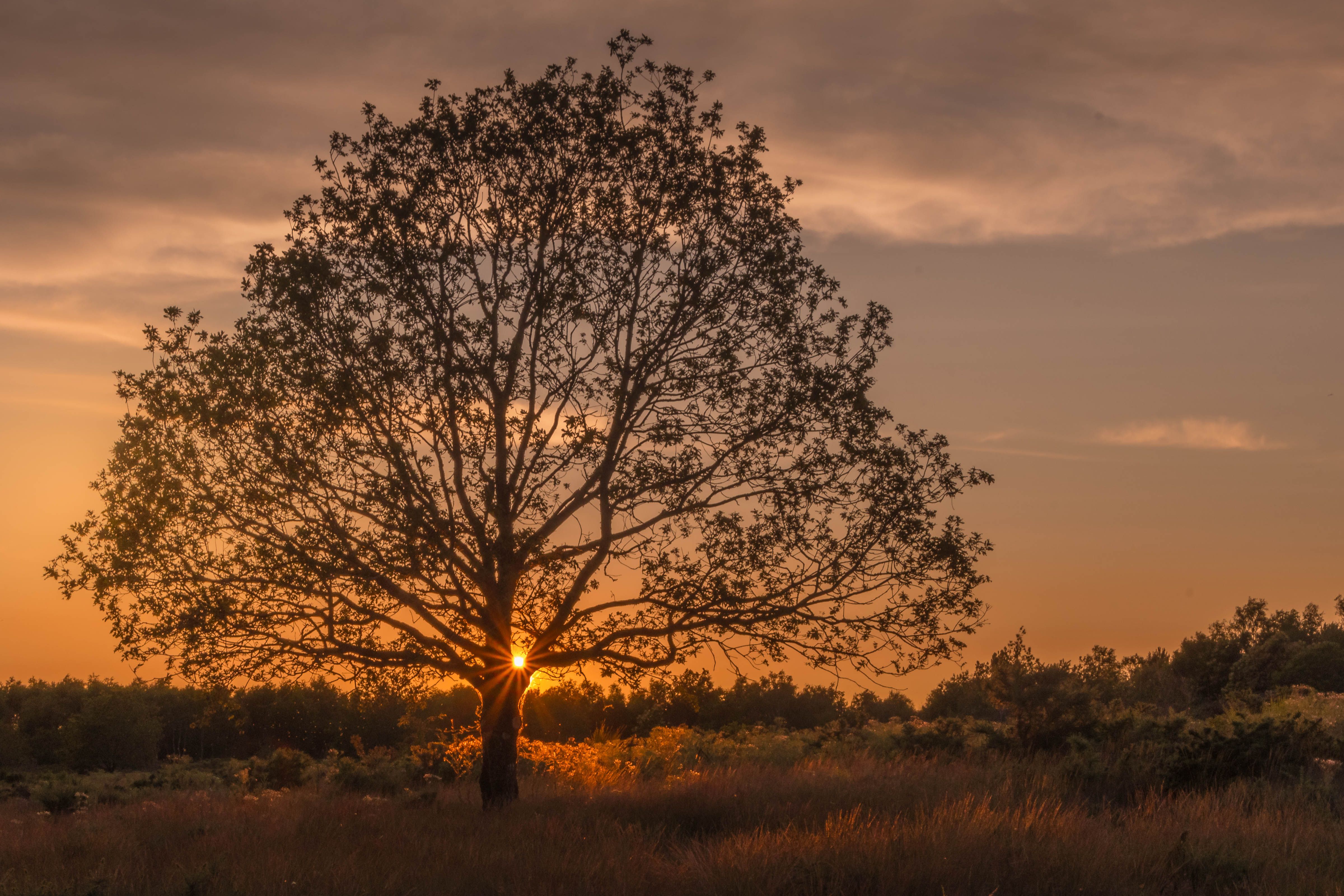 Sunlight Shining between Branches · Free Stock Photo