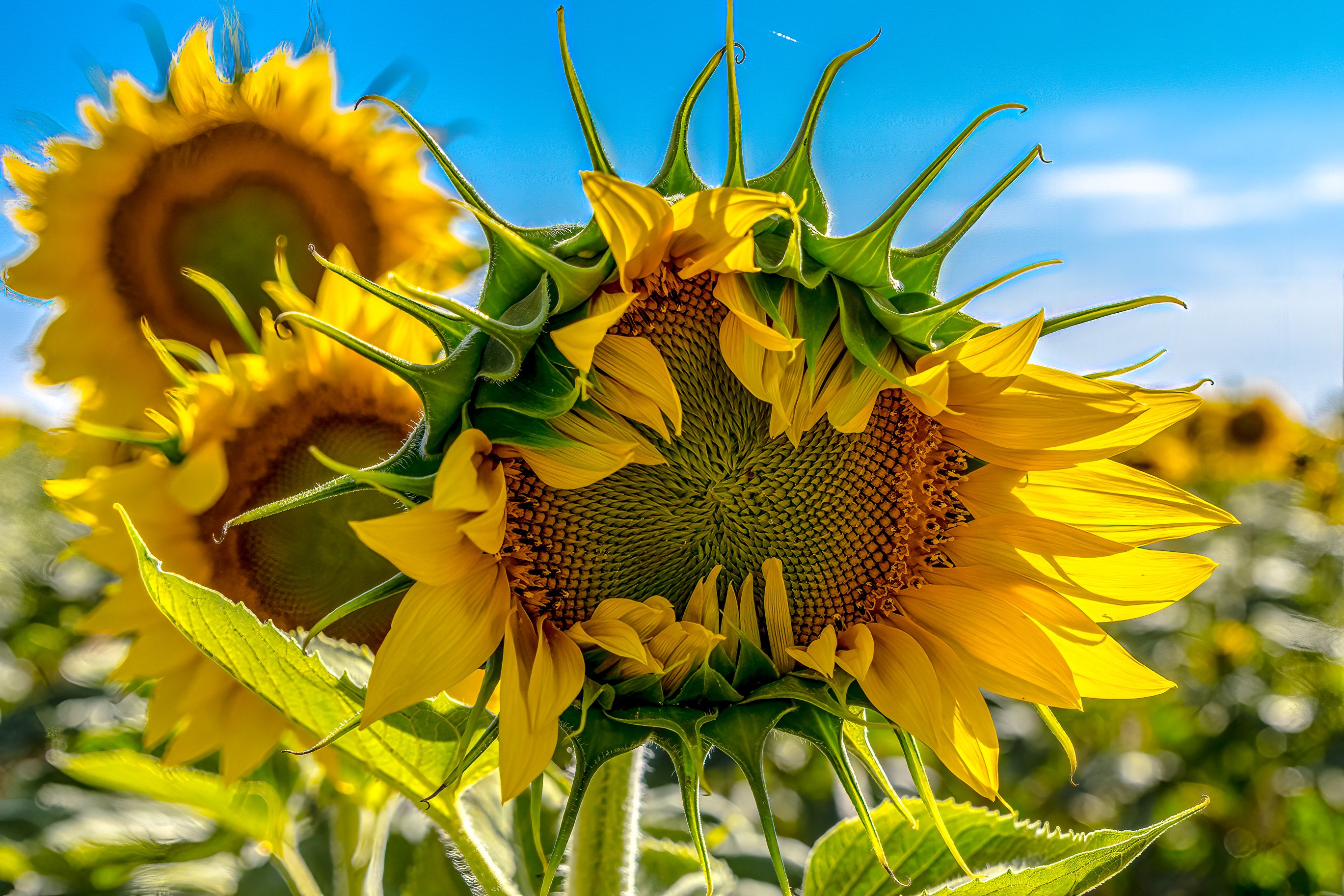 Big Sunflowers Blooming in a Field · Free Stock Photo