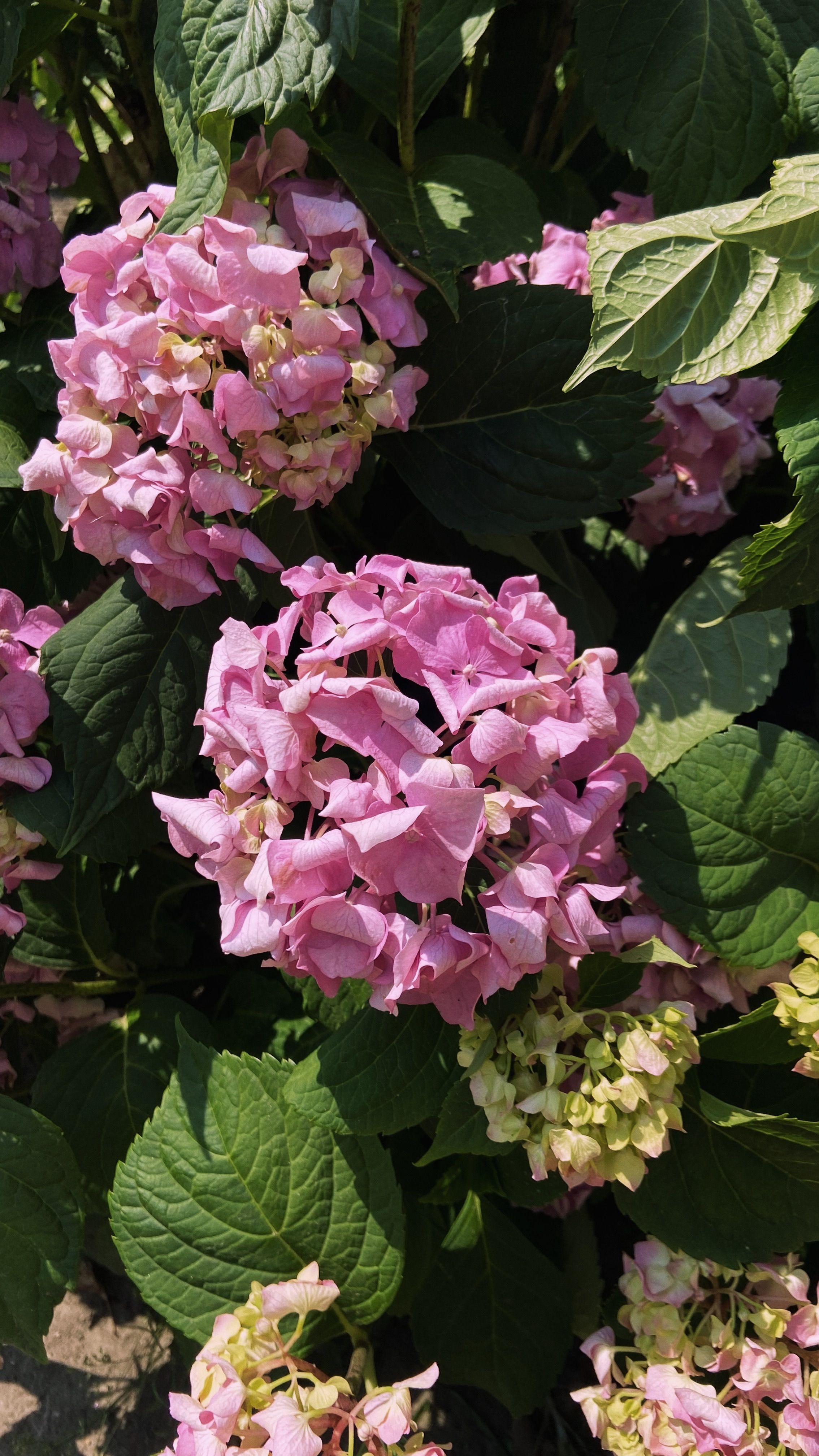 Sunlit Hydrangea Flowers · Free Stock Photo