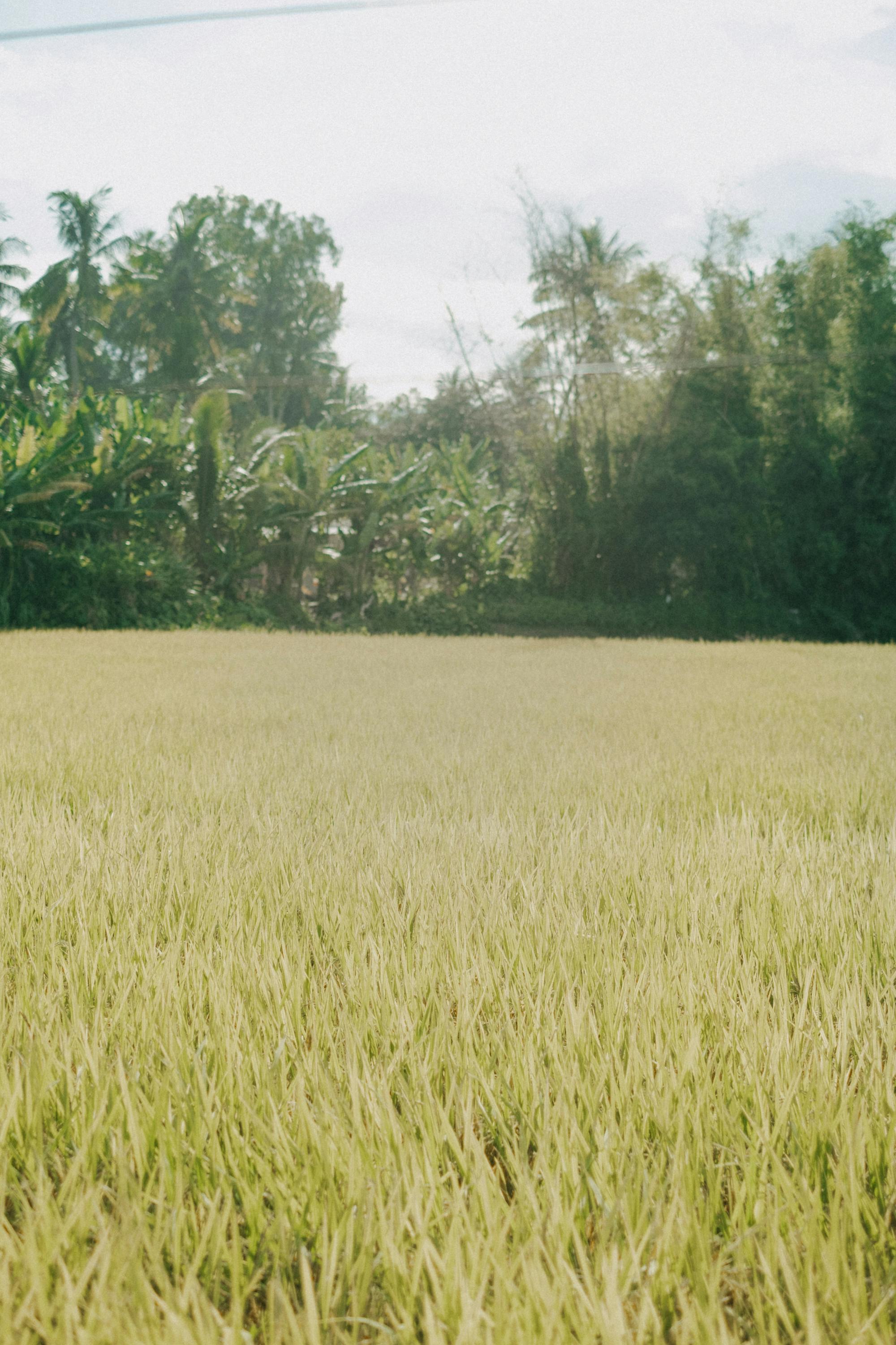 Countryside Scene with a Yellow Rice Field and Lush Green Palm Tree ...