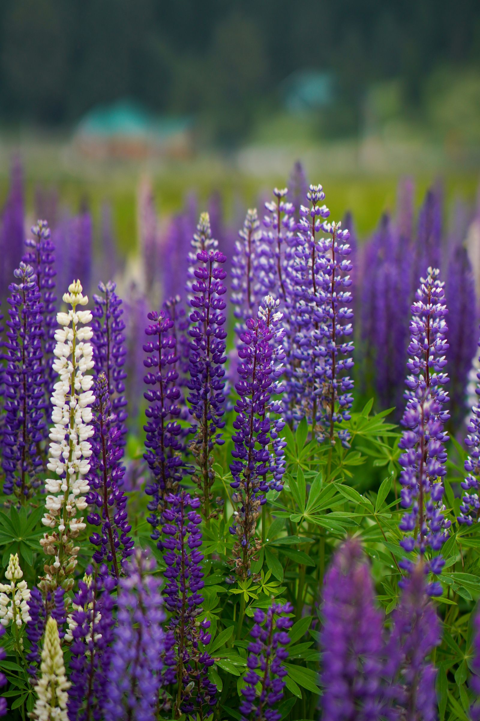 Lupines Photos, Download The BEST Free Lupines Stock Photos & HD Images