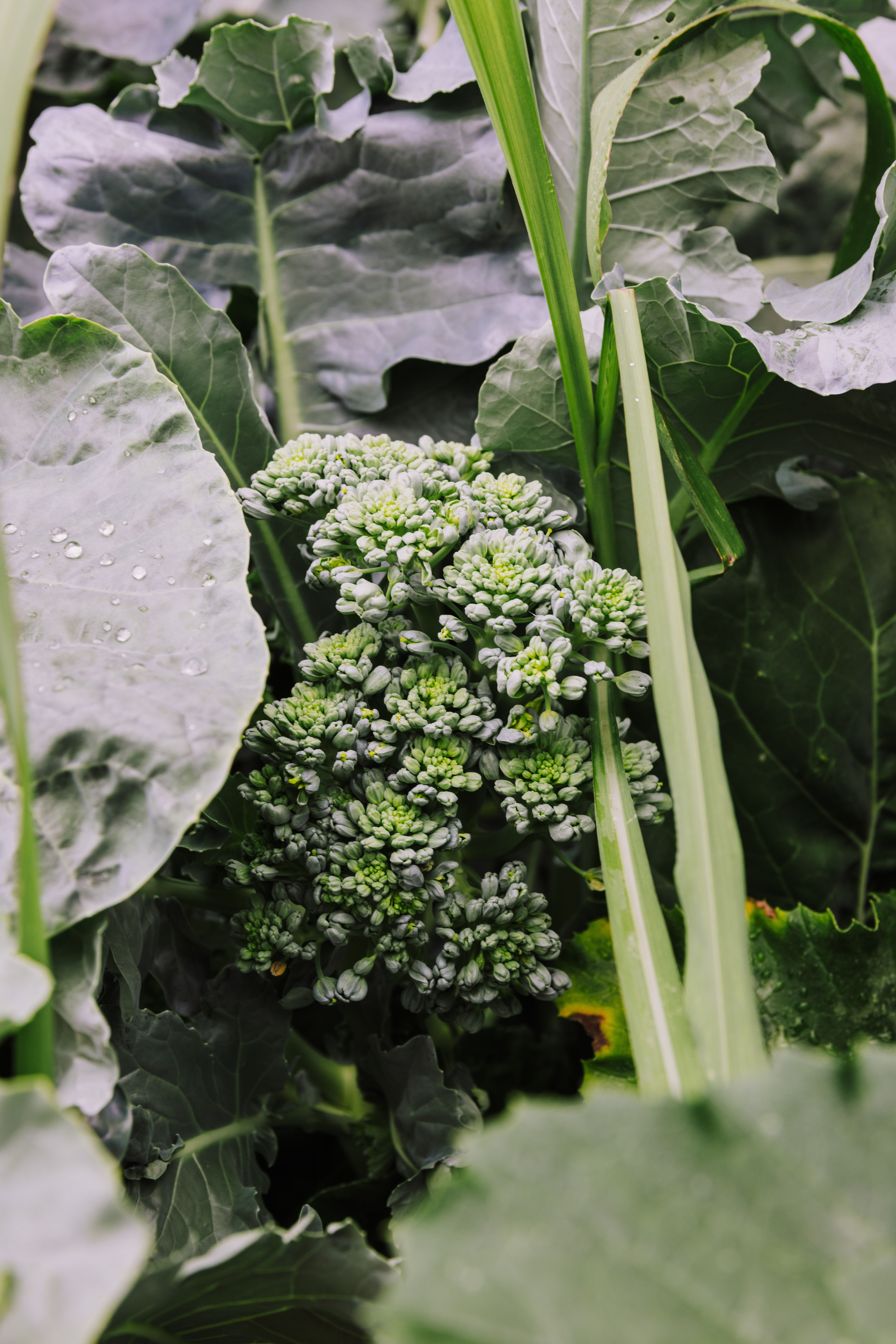 Green Oblate Leaf Plant · Free Stock Photo