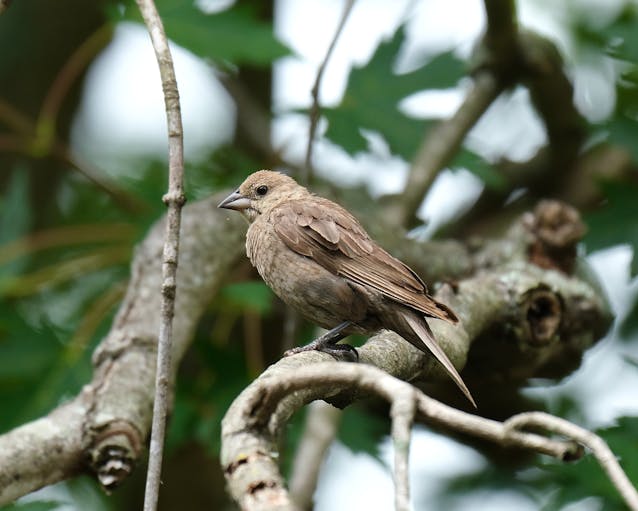Brown Headed Cowbird Parasitism Explained Simply