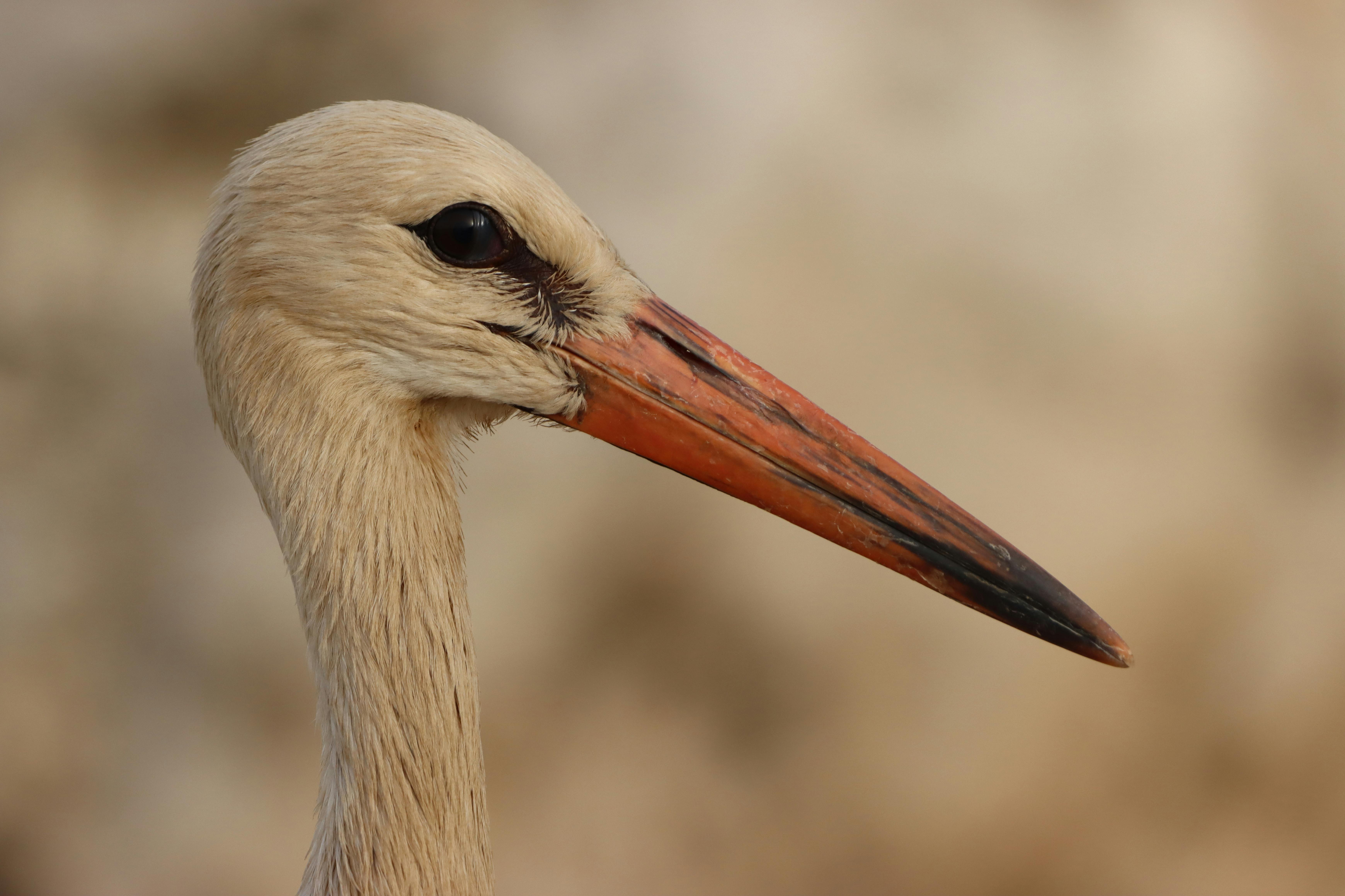 White Stork Head · Free Stock Photo
