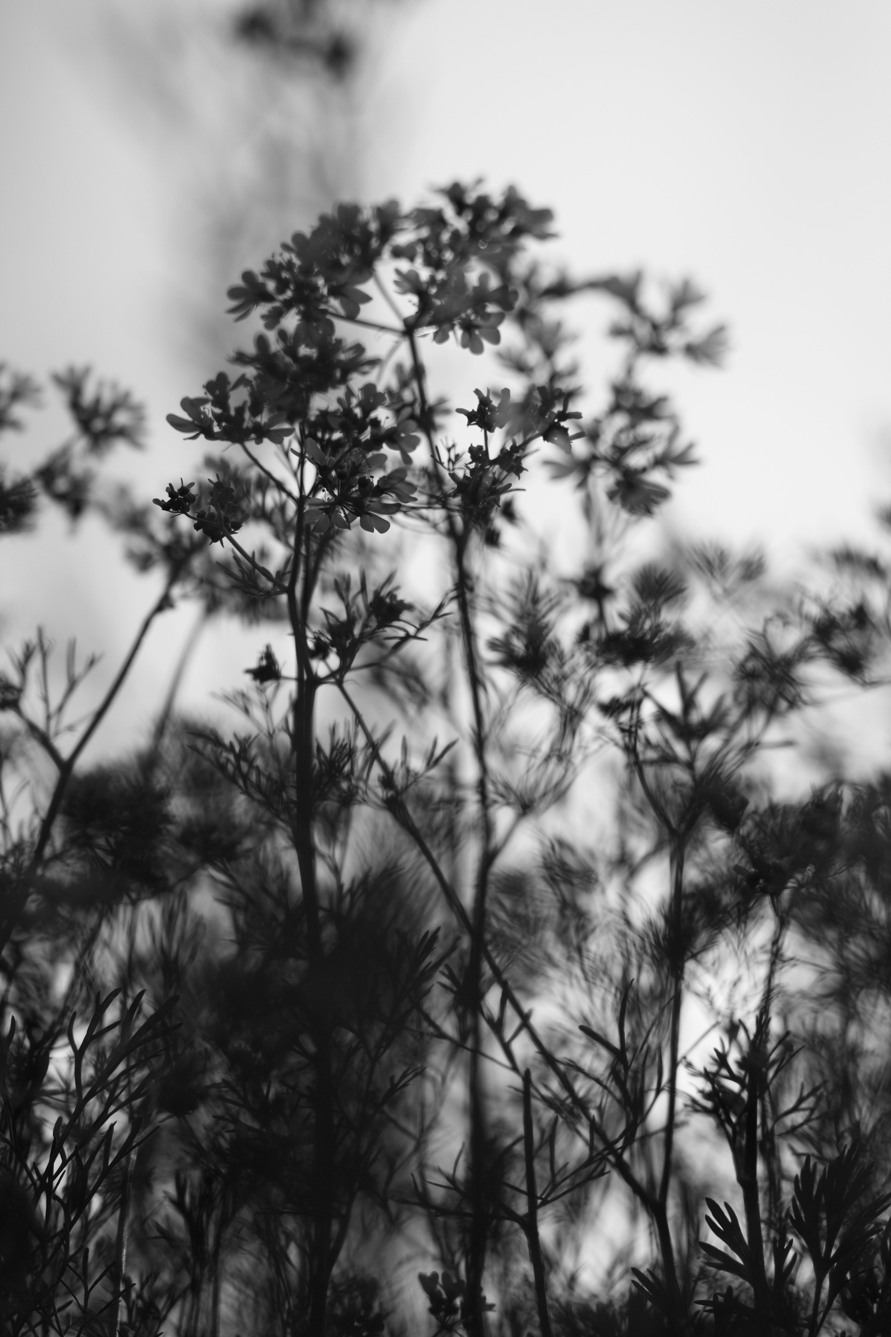 Gray Scale Photo of Flower Field · Free Stock Photo