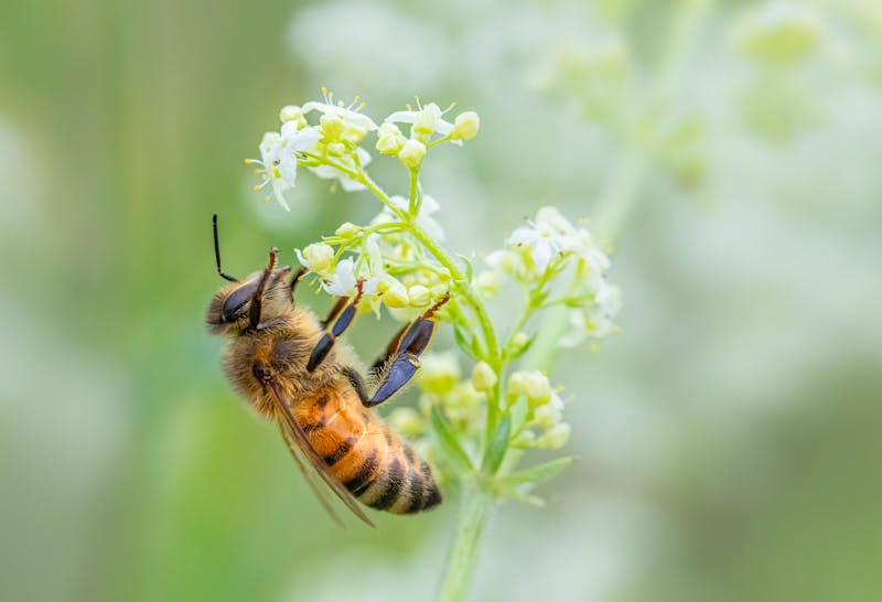 Bee Image Photos, Download The BEST Free Bee Image Stock Photos & HD Images