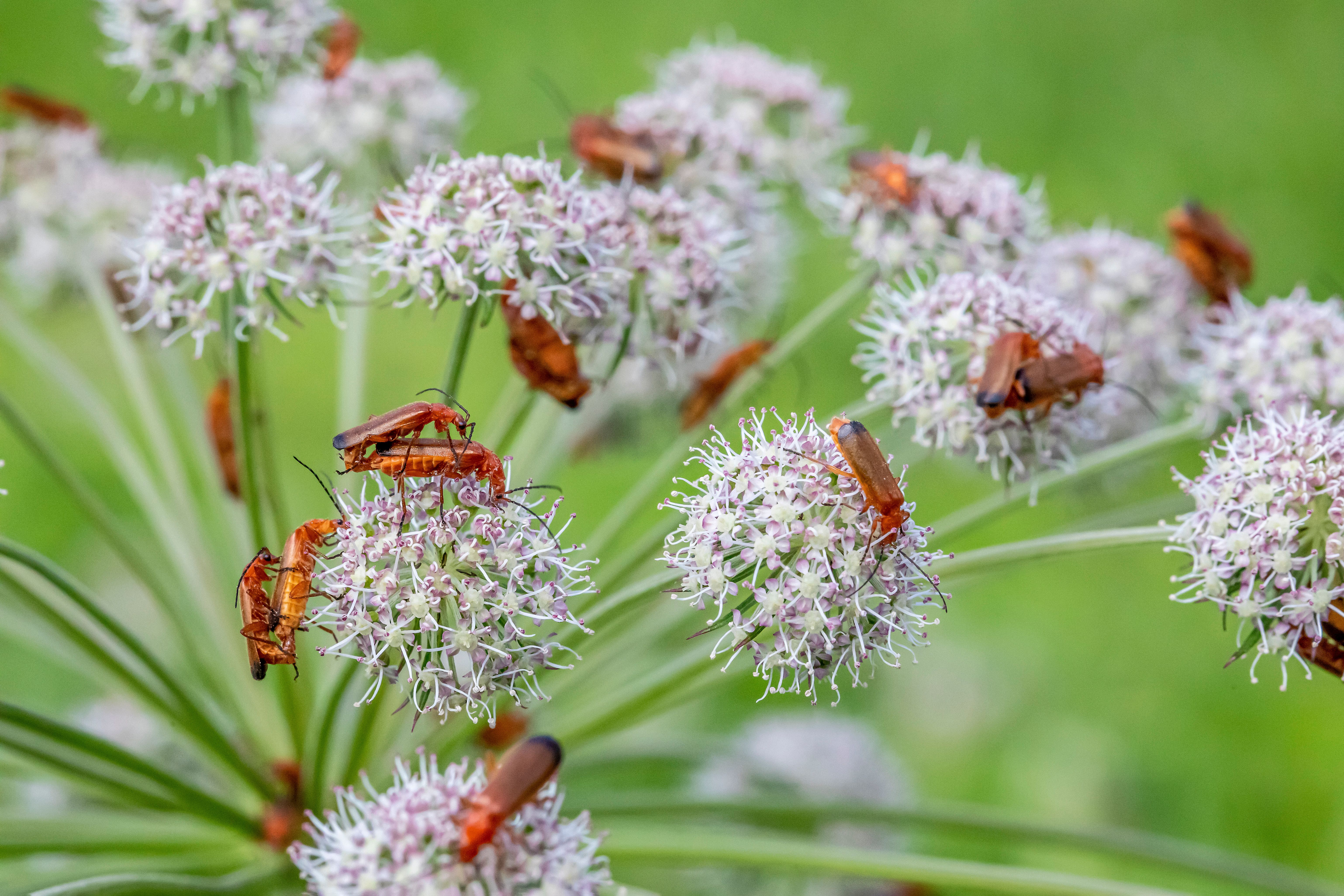 A group of bugs on a plant with green grass · Free Stock Photo