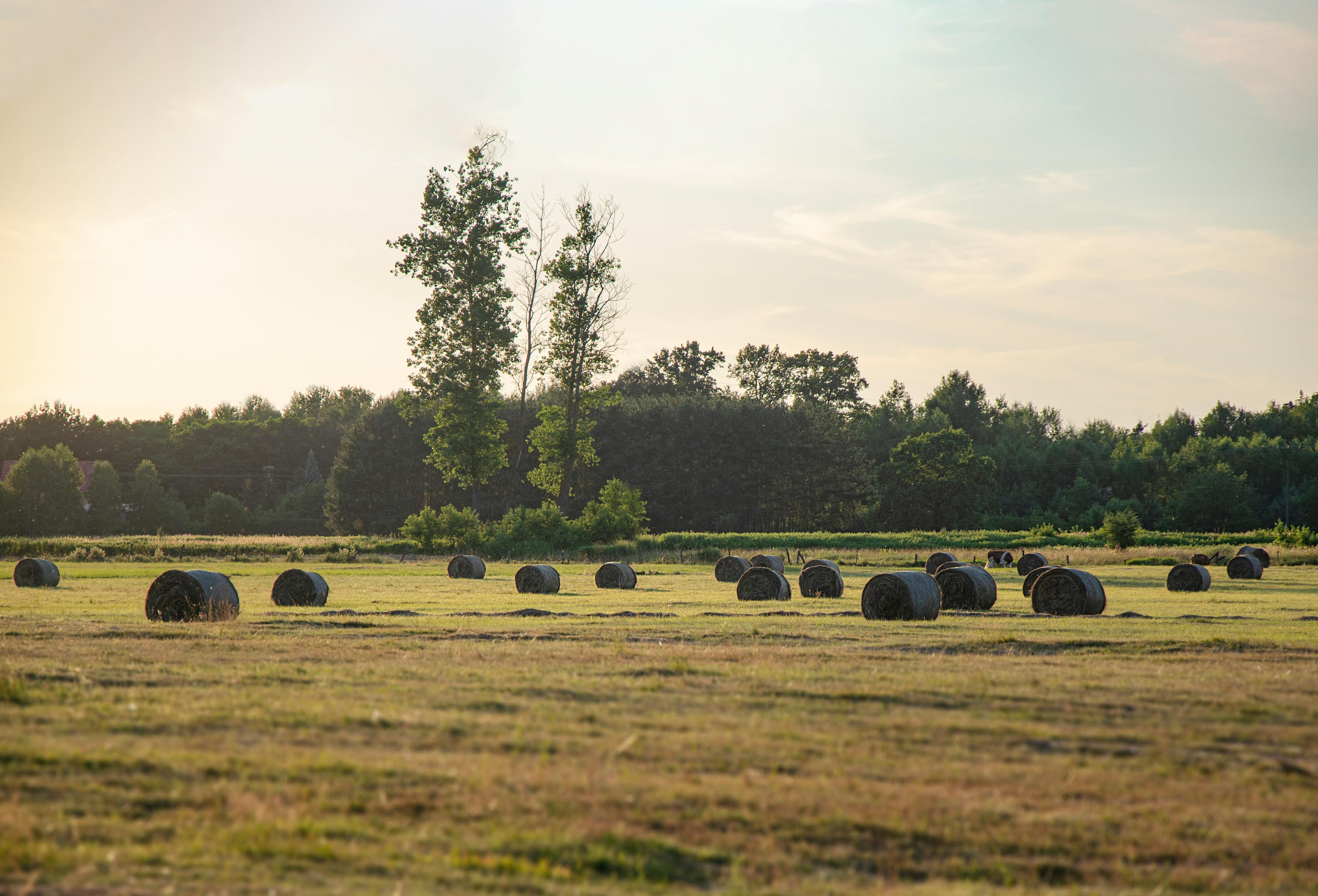 Landscape with Hay Bales on a Field · Free Stock Photo