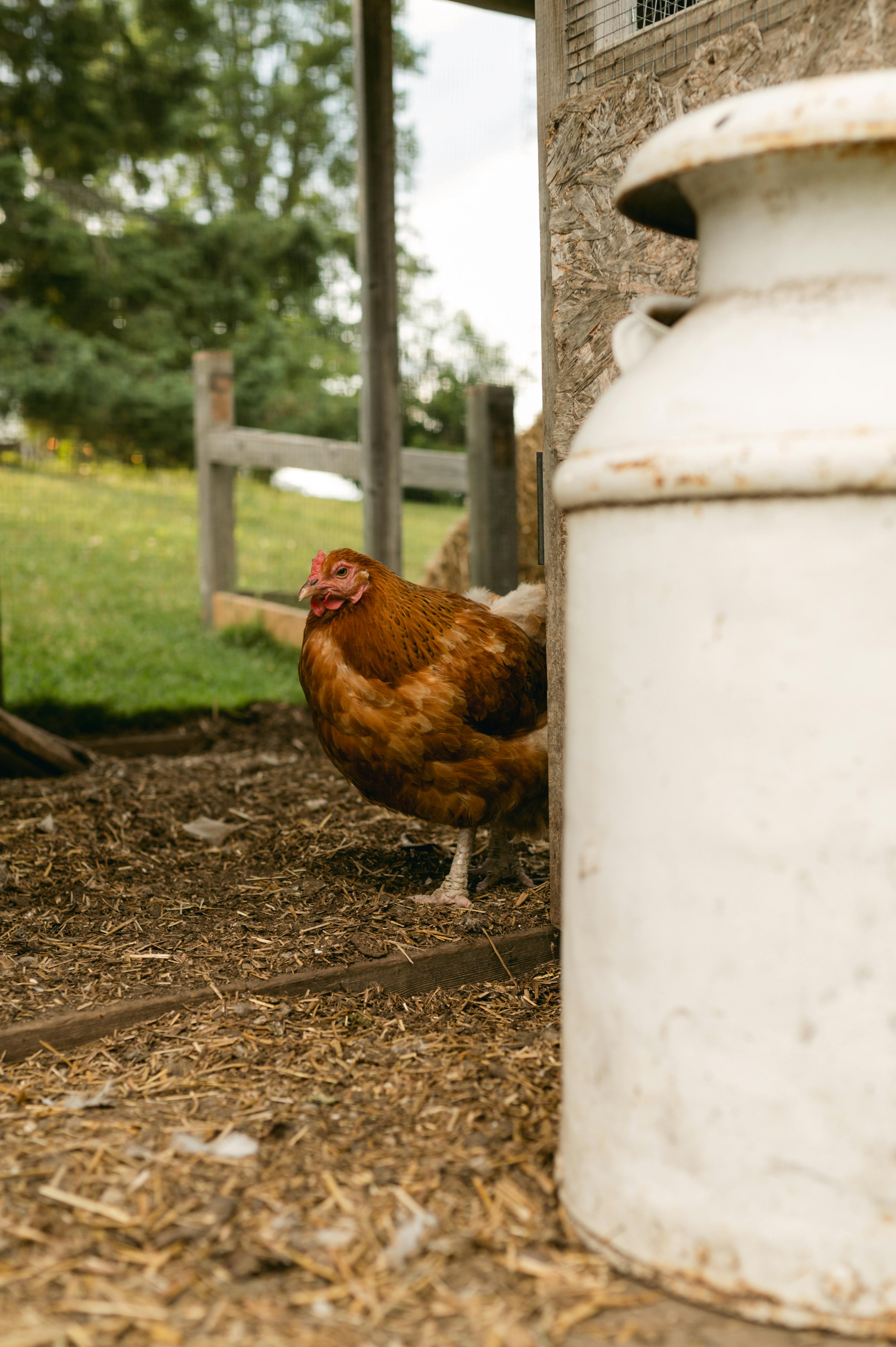 Poultry Farm Building Photos, Download The BEST Free Poultry Farm ... Poultry Farm Building Photos, Download The BEST Free Poultry Farm ...