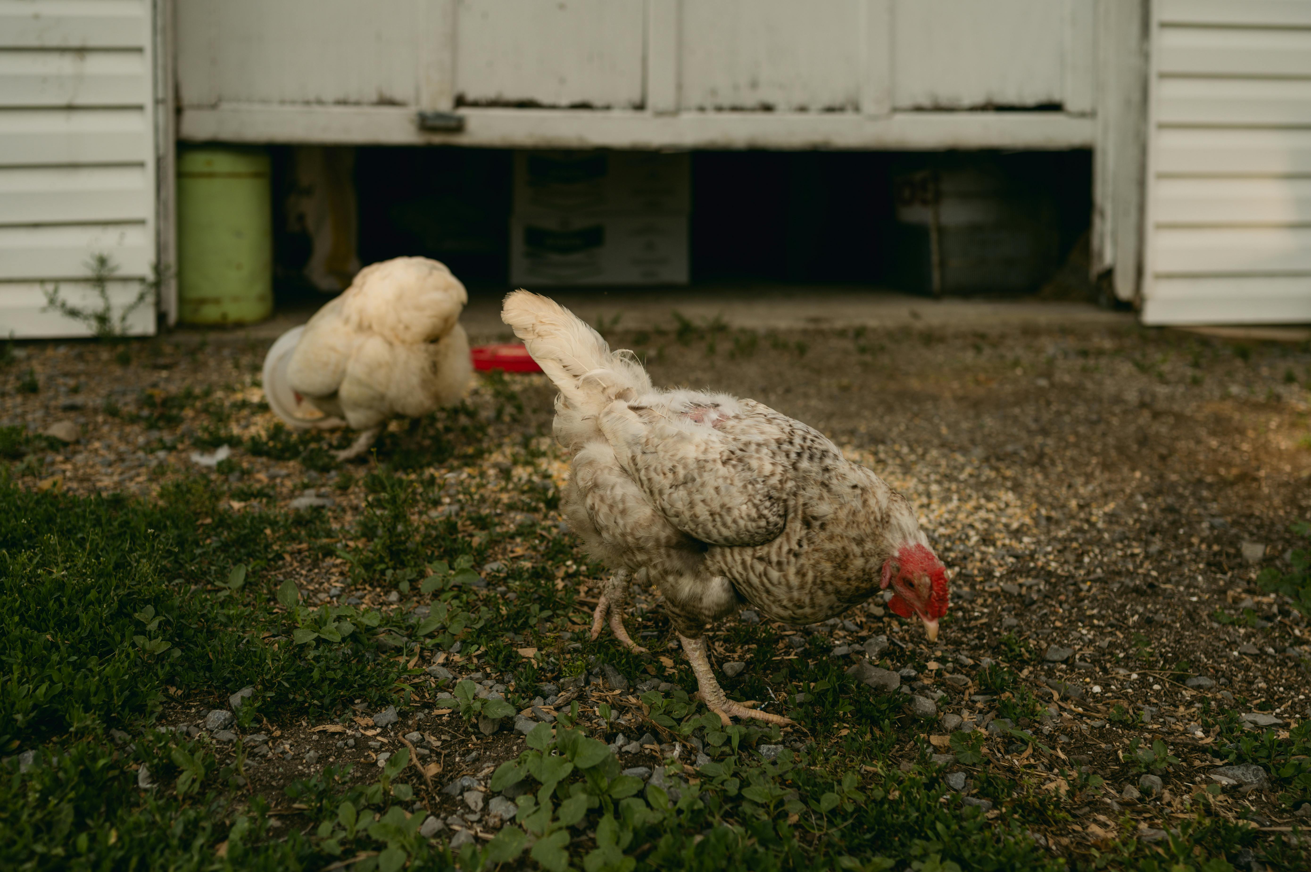 Four Brown Chickens · Free Stock Photo