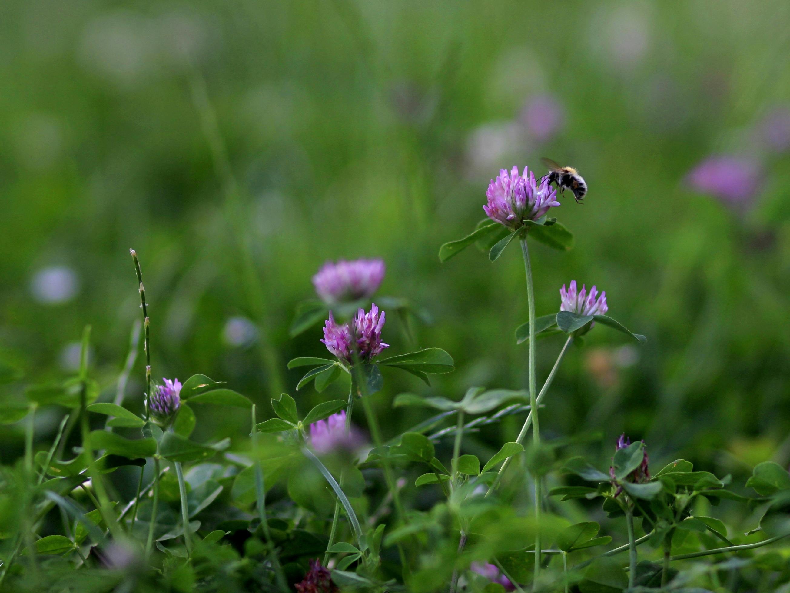 Bee over Spring Clover Flower · Free Stock Photo