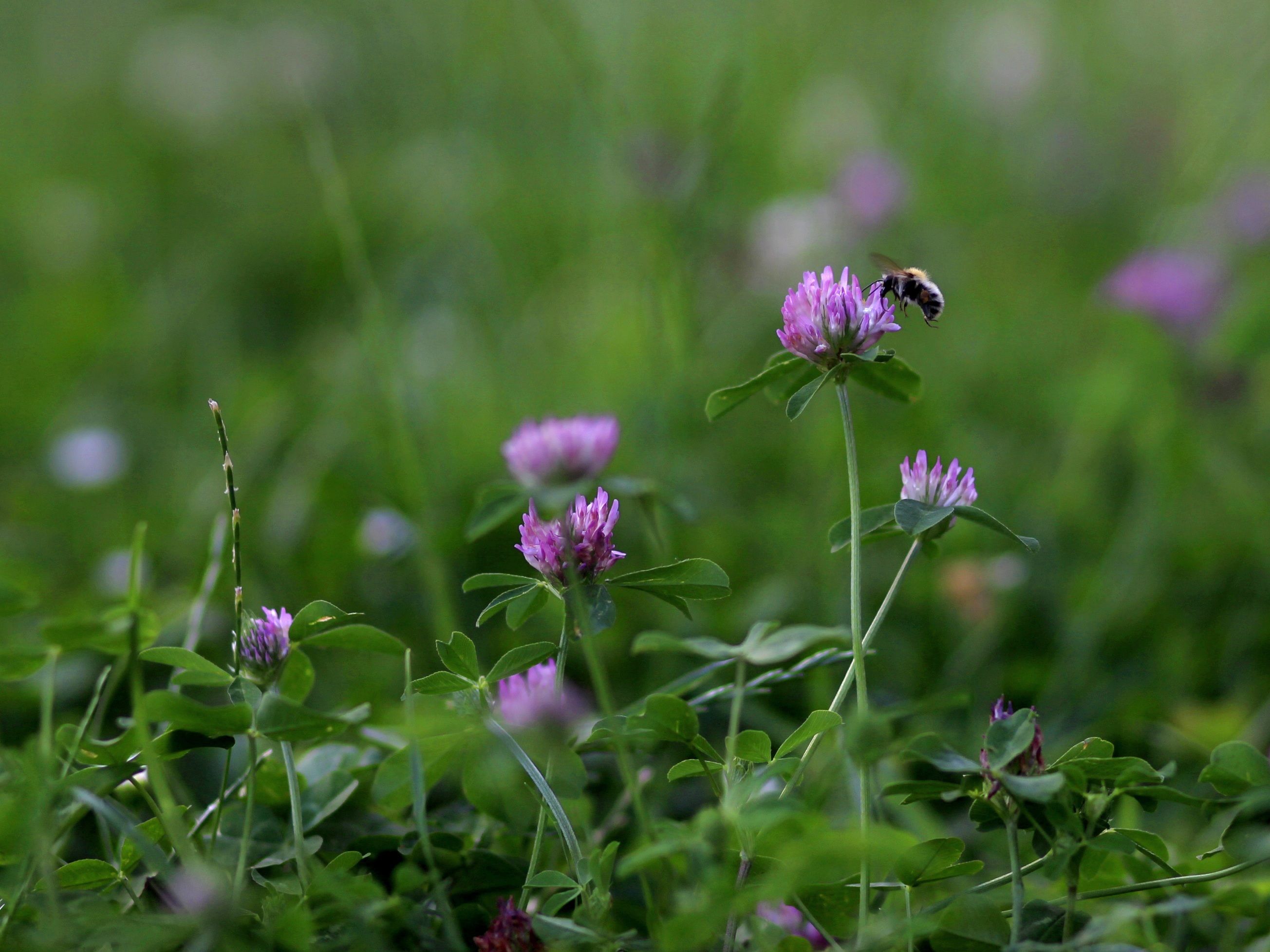 Lily Bee Photos, Download The BEST Free Lily Bee Stock Photos & HD Images