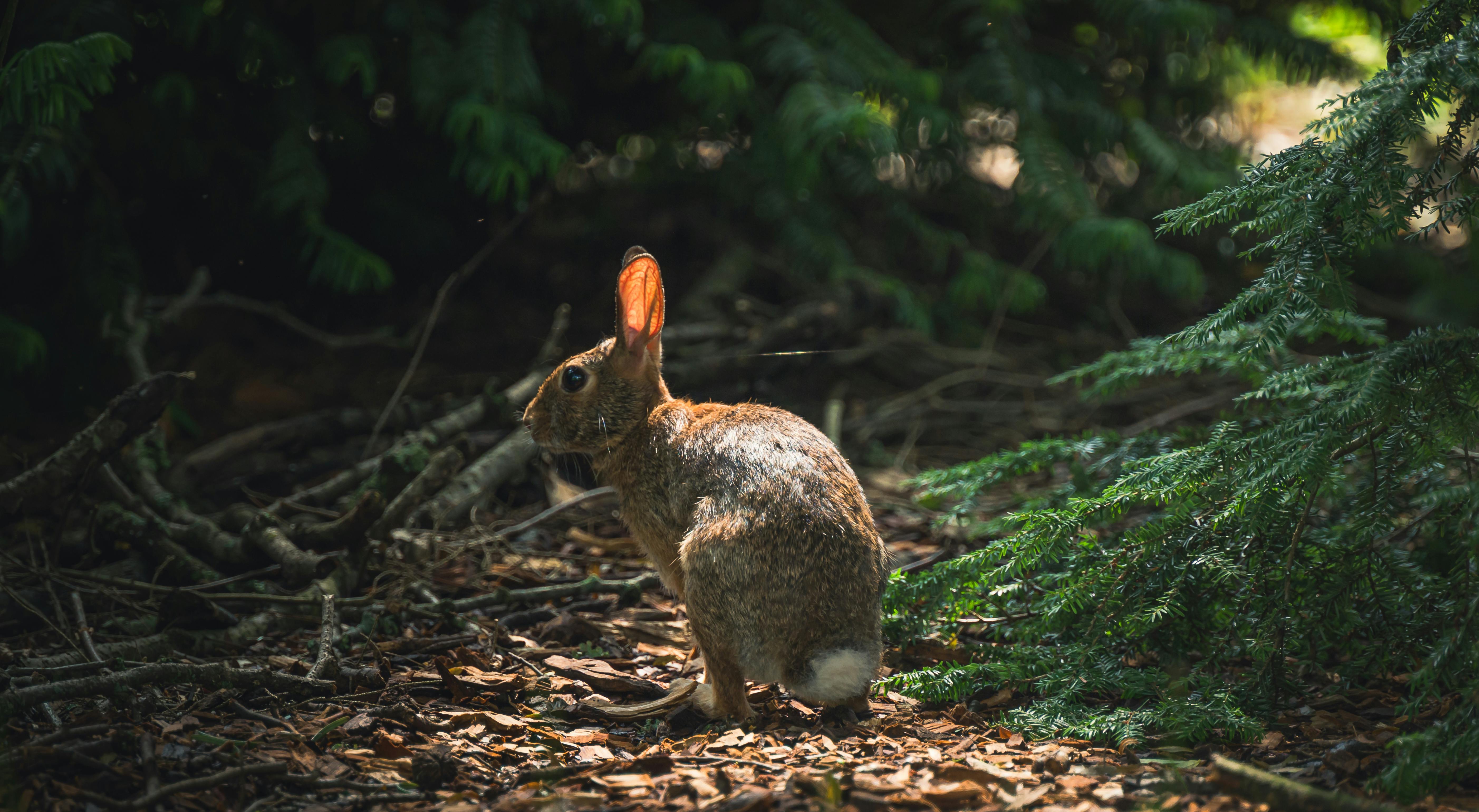 Rabbit Forest Photos, Download The BEST Free Rabbit Forest Stock Photos ...