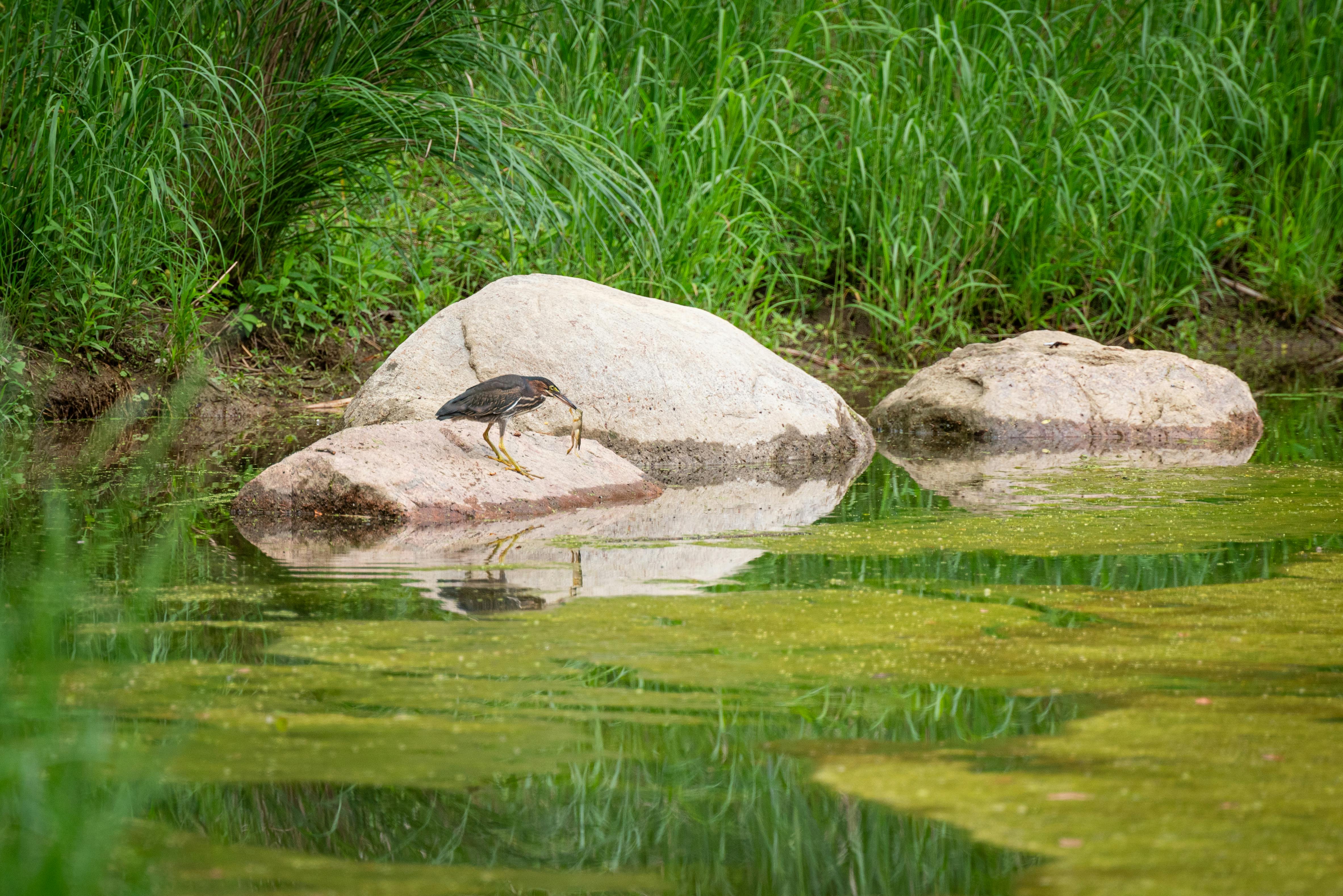 Eating Bird on Stone by Lake · Free Stock Photo