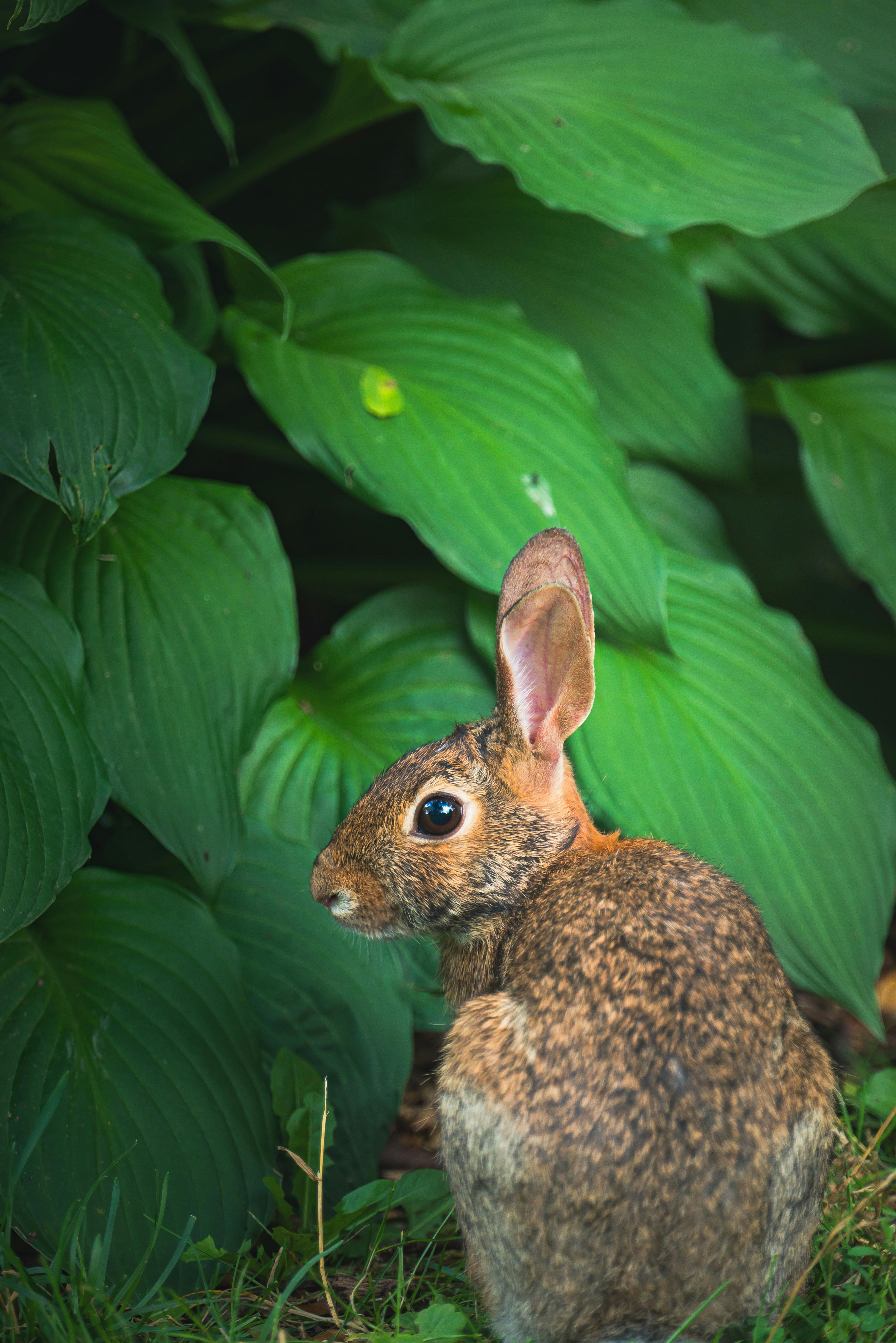 Close-up of a Rabbit in the Garden · Free Stock Photo