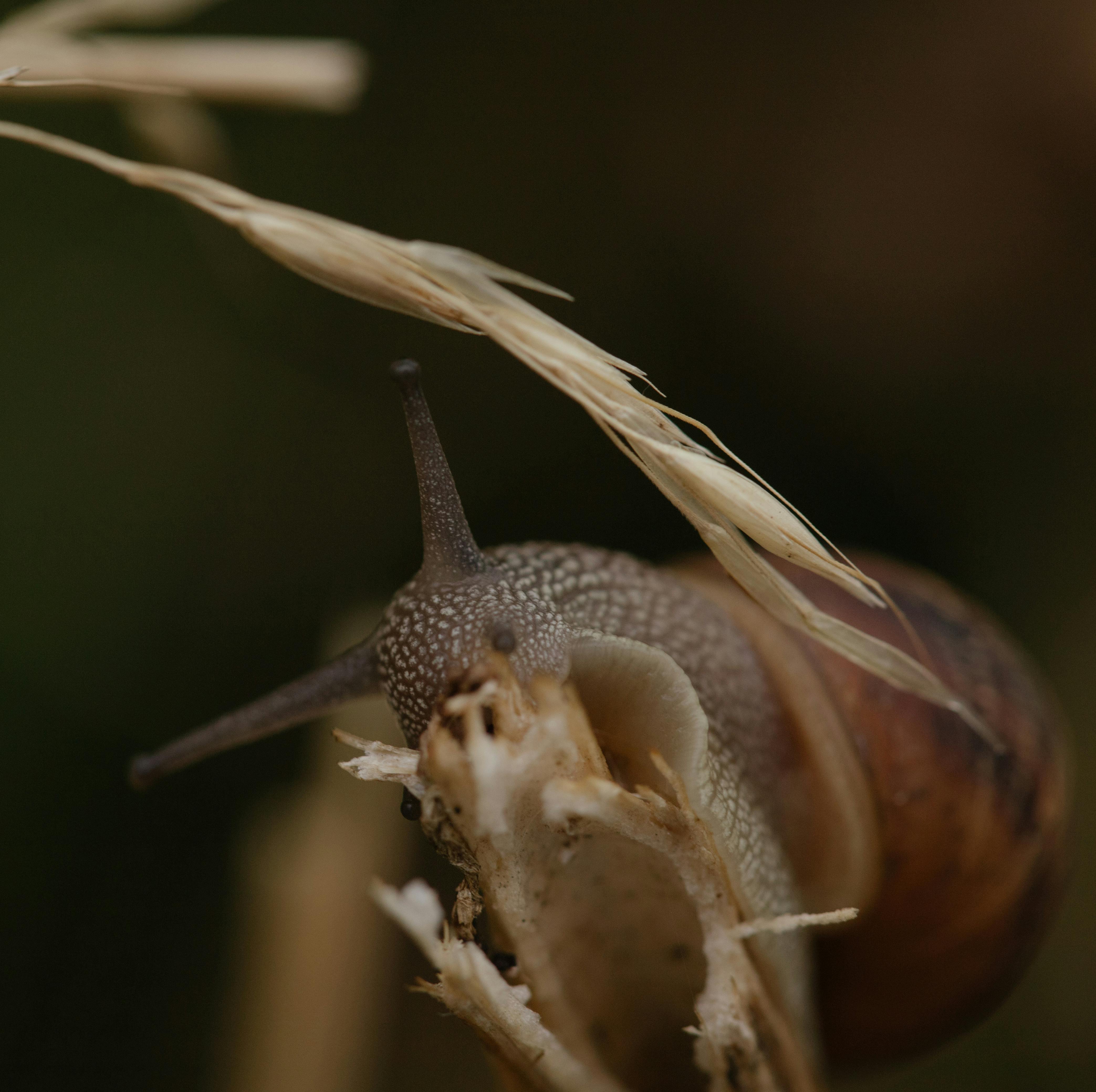 Close-up of Snails on a Steel Rebar · Free Stock Photo