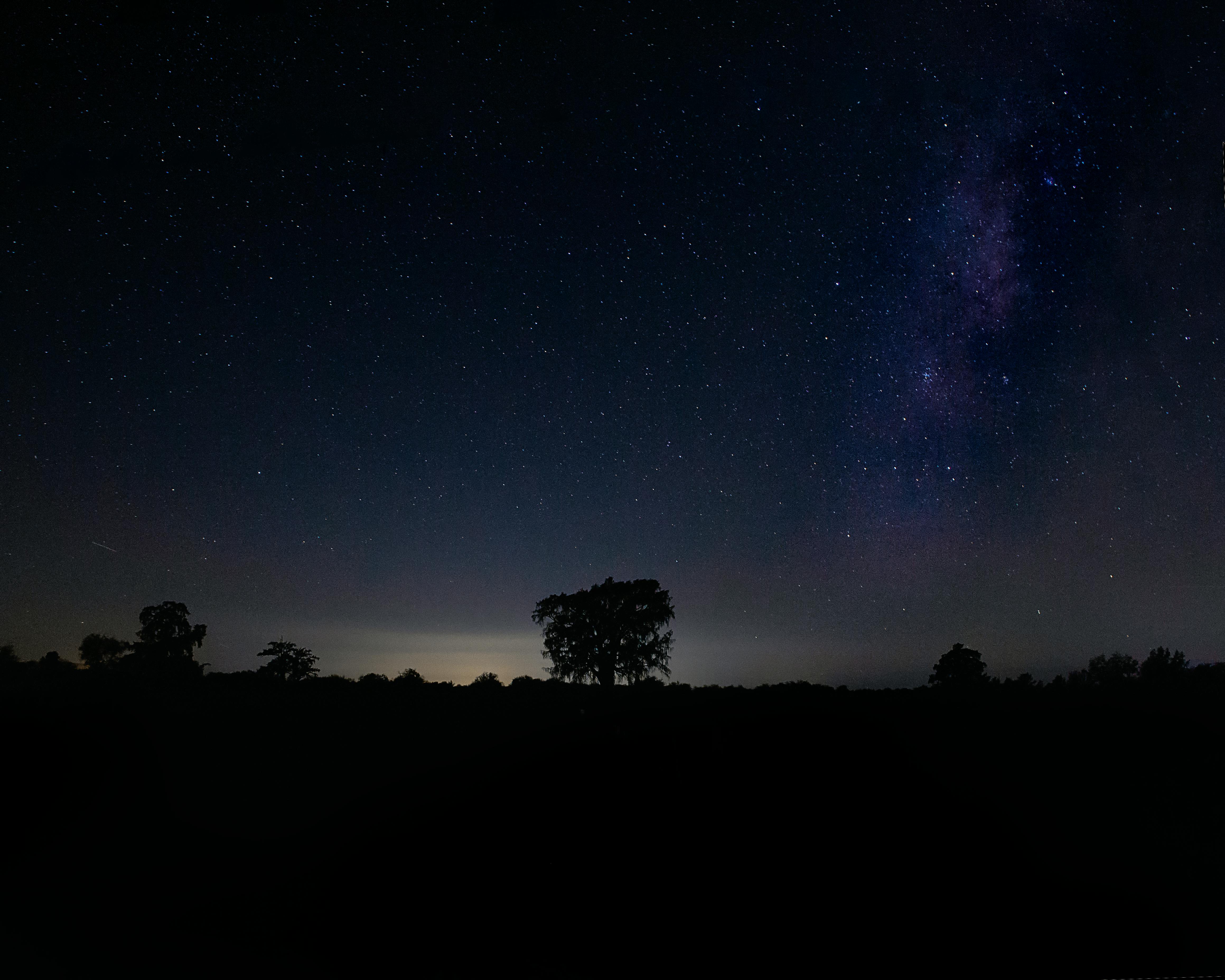 Silhouettes Trees under Starry Night Sky · Free Stock Photo