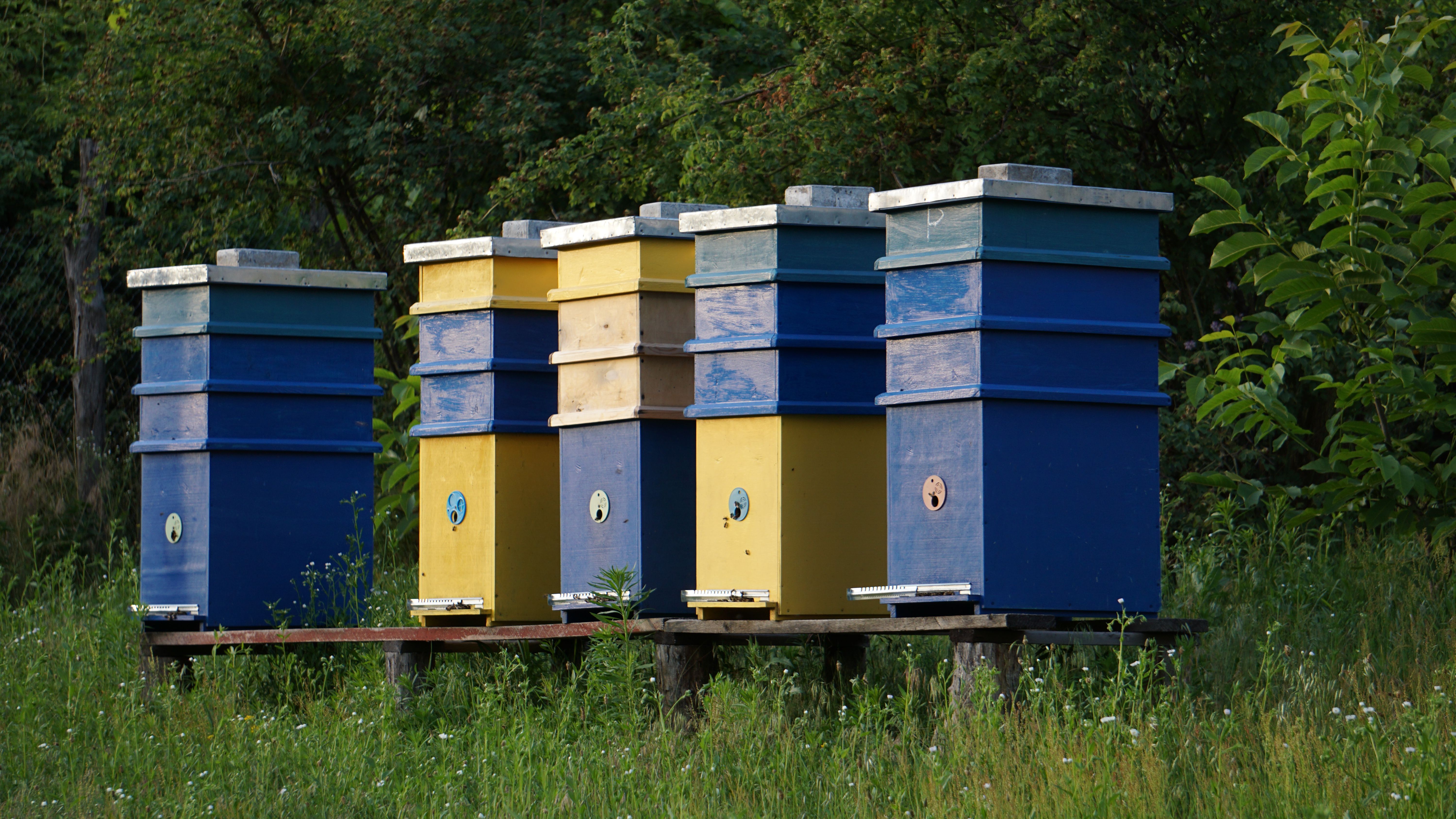Beehives on a Grass Field · Free Stock Photo