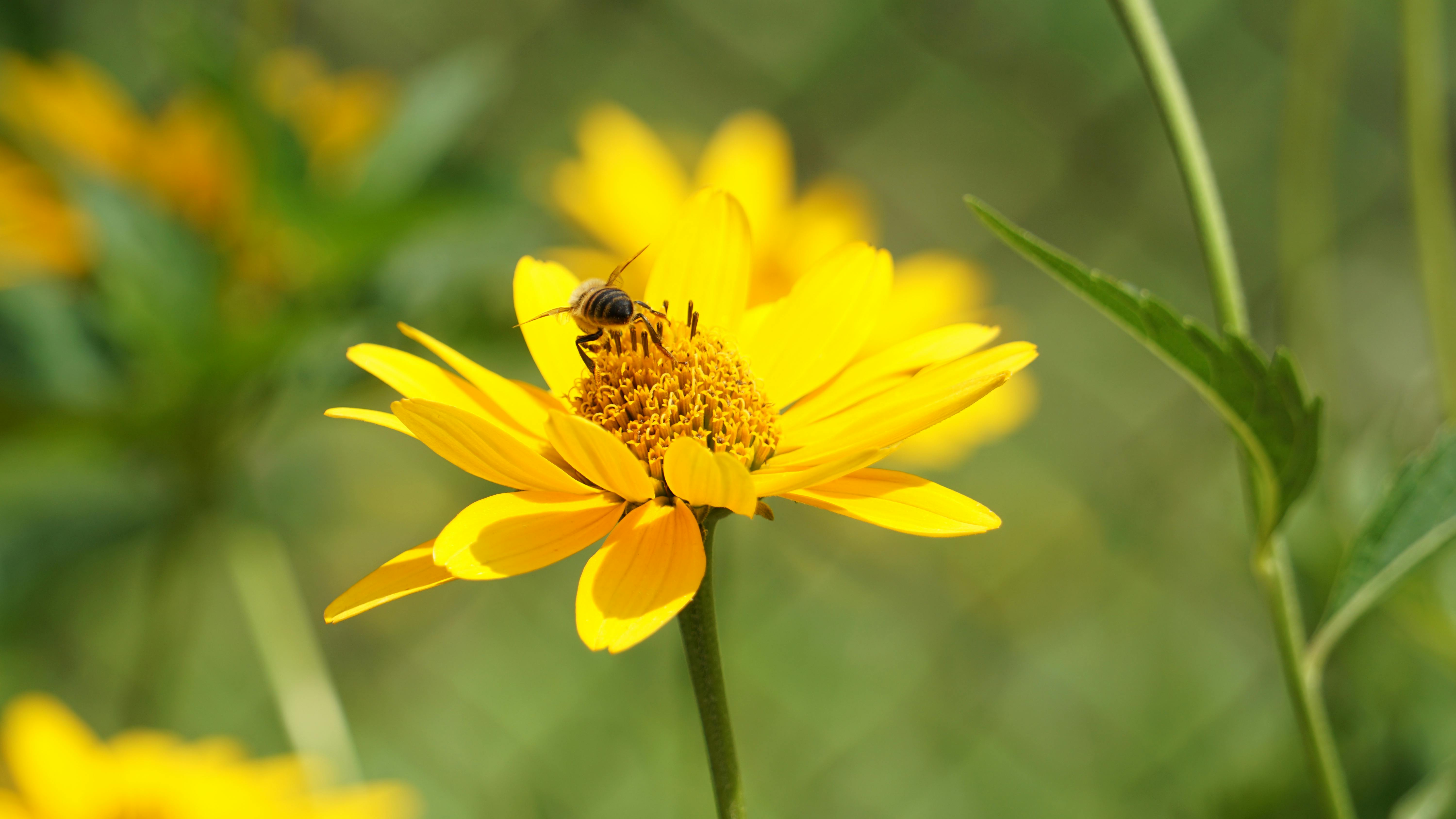 Shallow Focus Photography of Yellow Daisy · Free Stock Photo