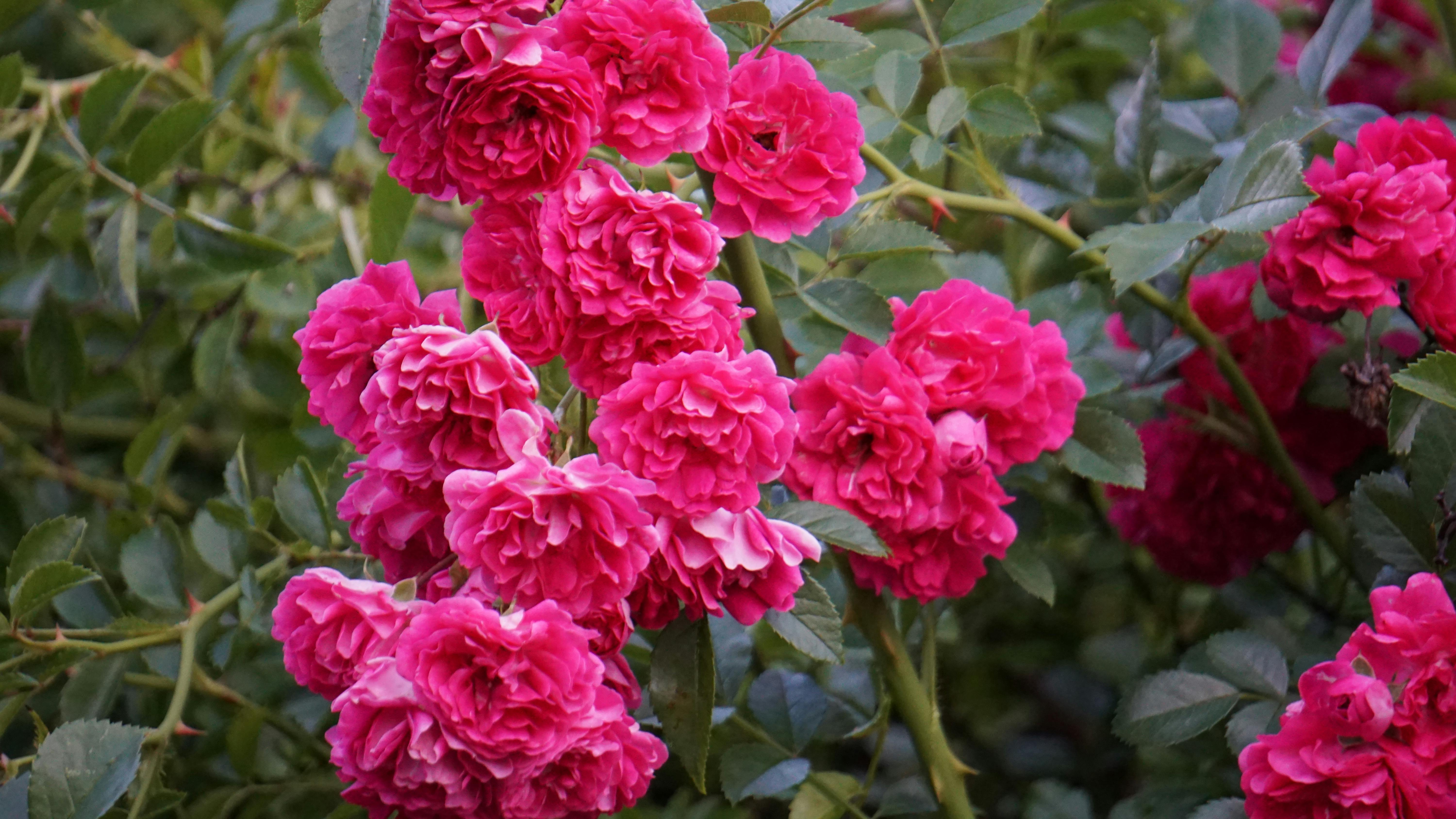 Close-up of Bright Pink Climbing Rose Shrub · Free Stock Photo