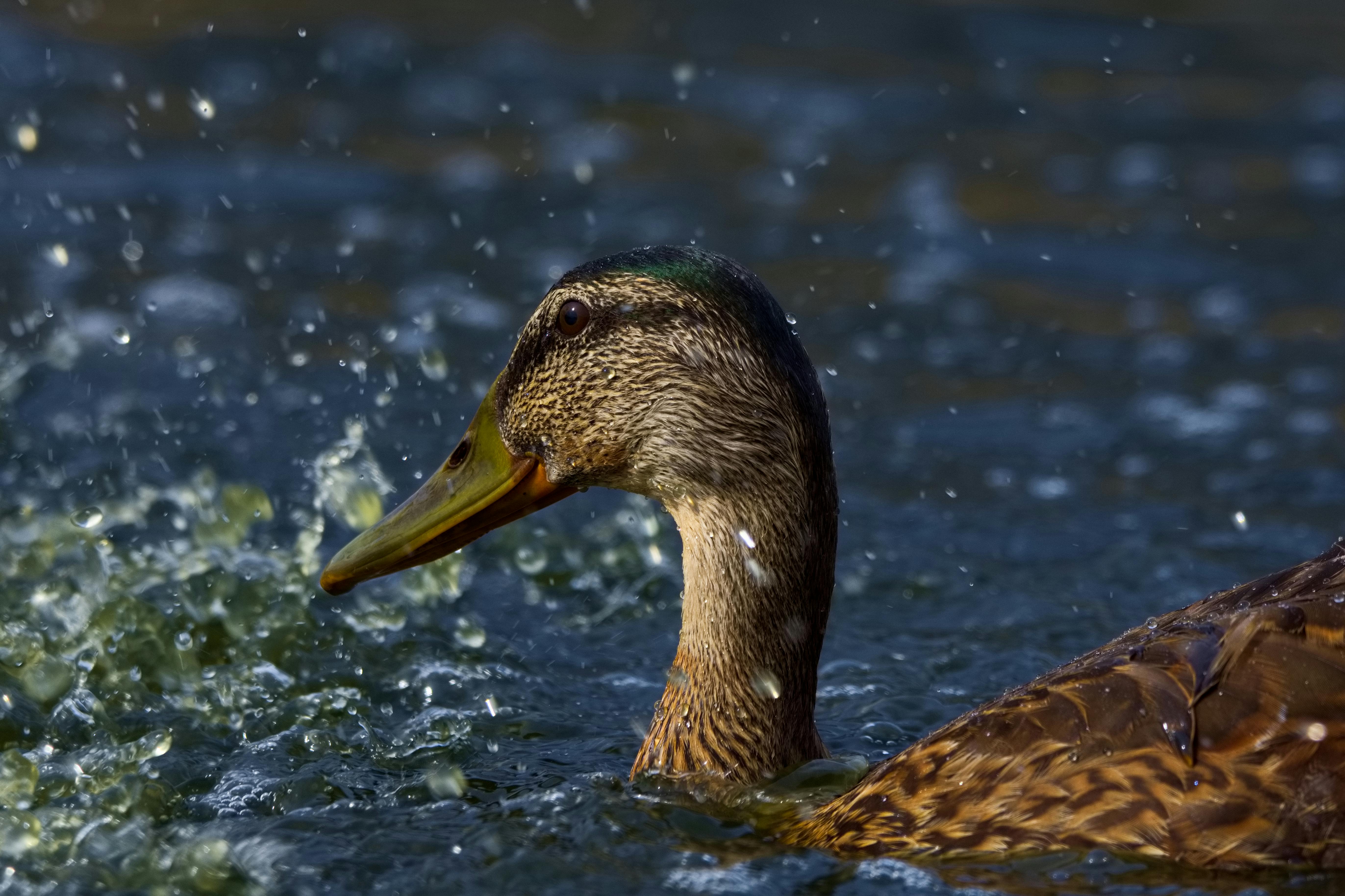 Duck Laptop Wallpaper Photos, Download The BEST Free Duck Laptop ...