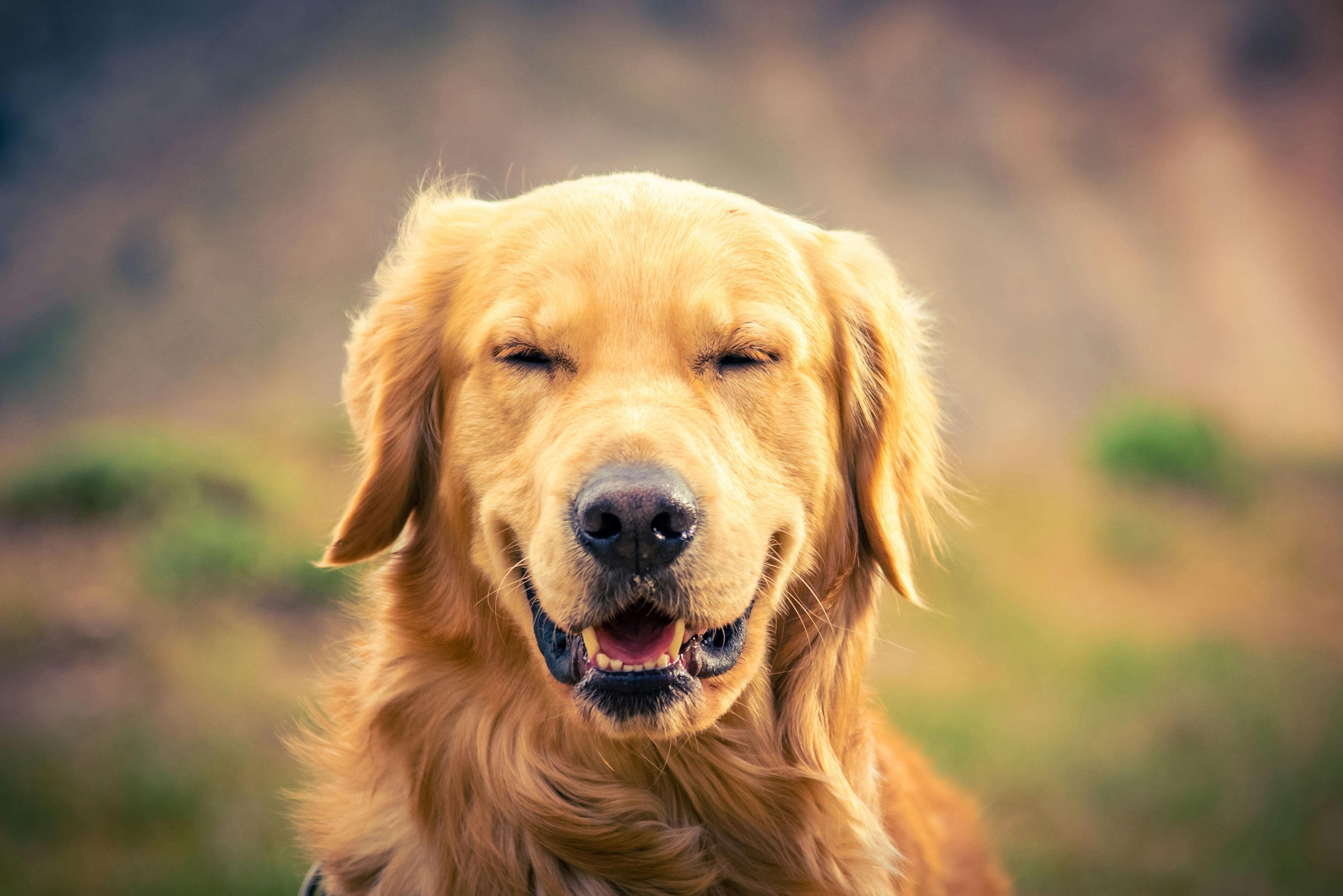 Head of Dog · Free Stock Photo