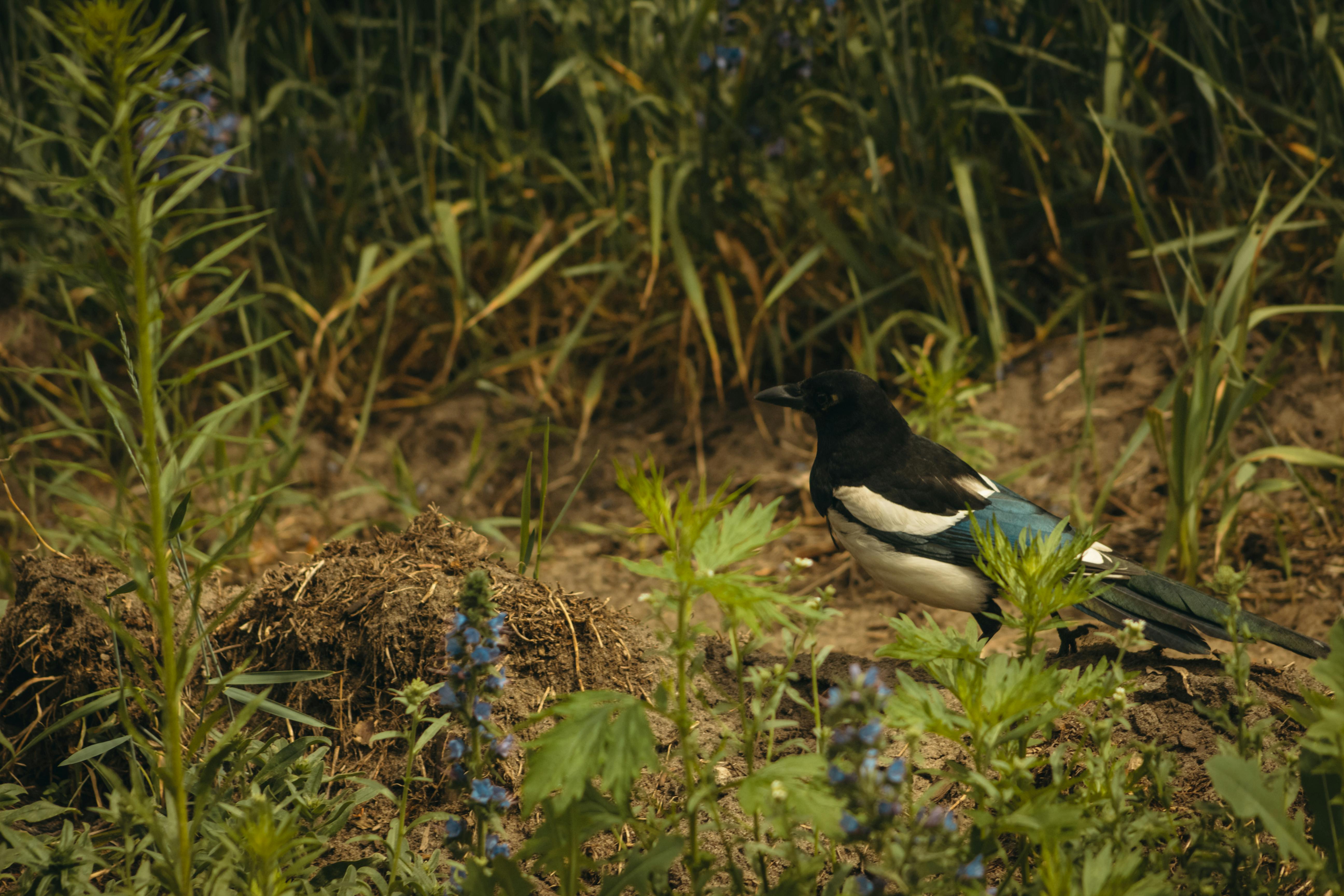 Close-up of a Magpie Standing on a Field · Free Stock Photo