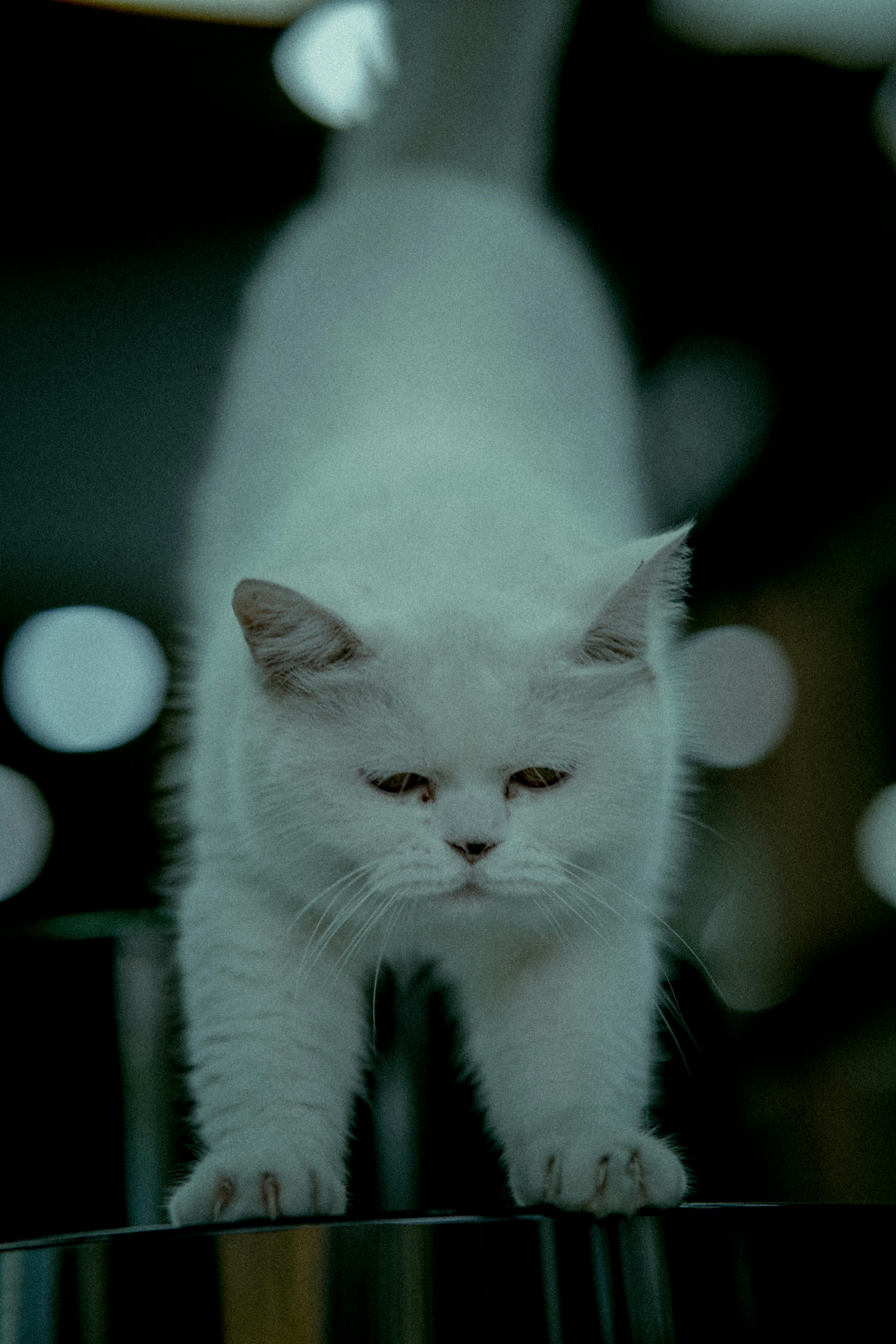 Stuart Little Snowbell Breed