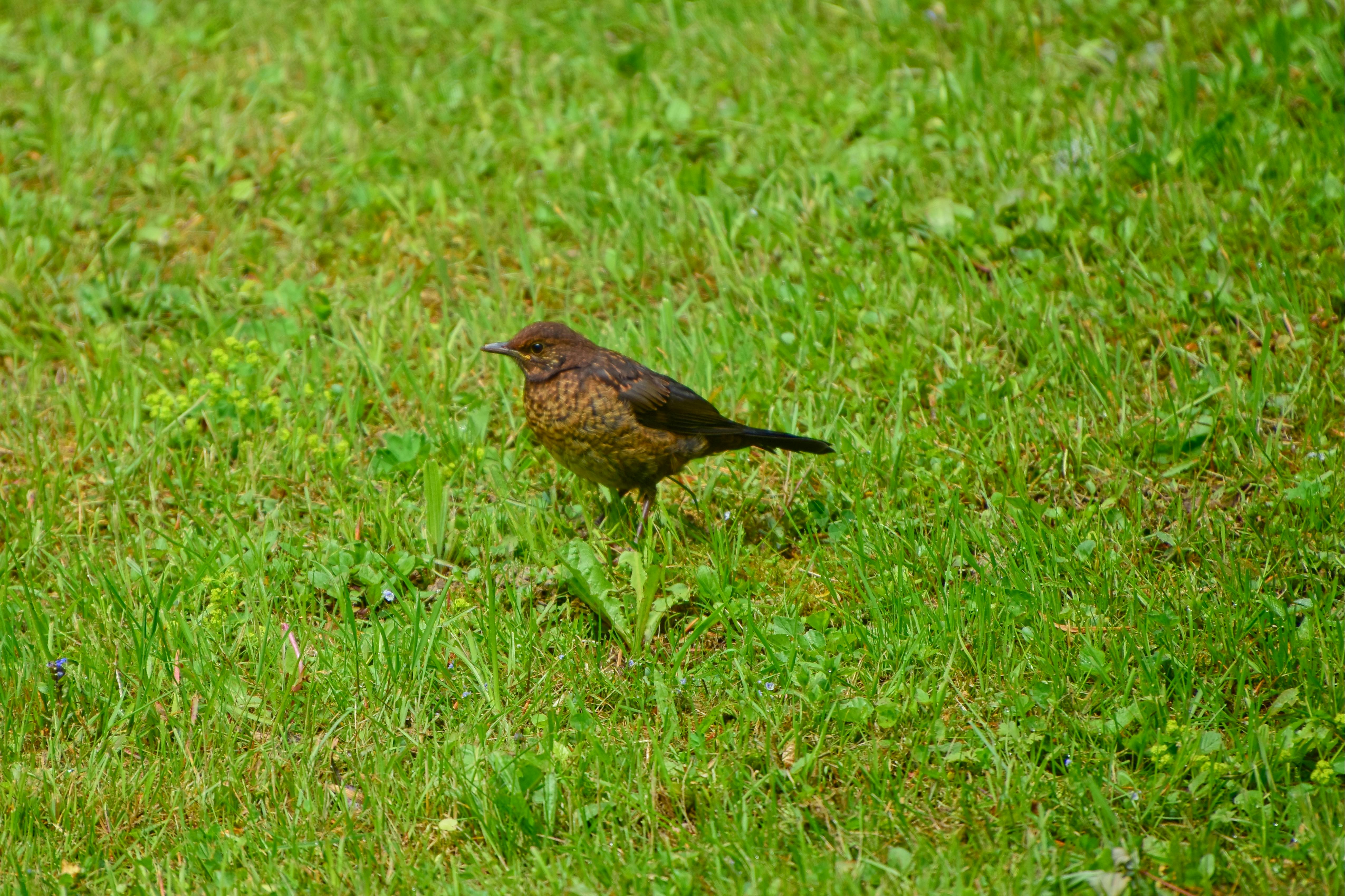 A Common Blackbird Eating Worms · Free Stock Photo