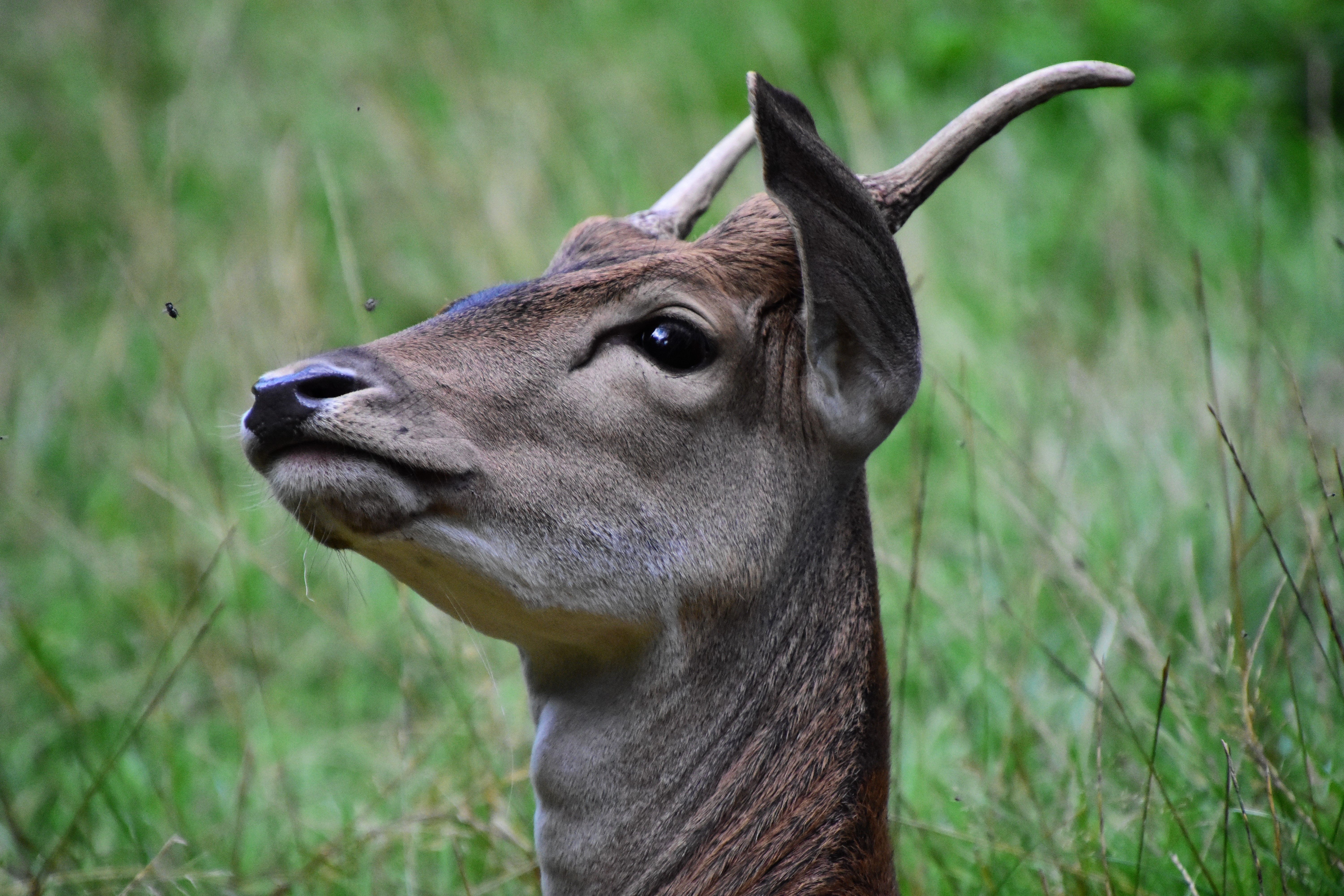 Close up of a White-Tailed Deer · Free Stock Photo