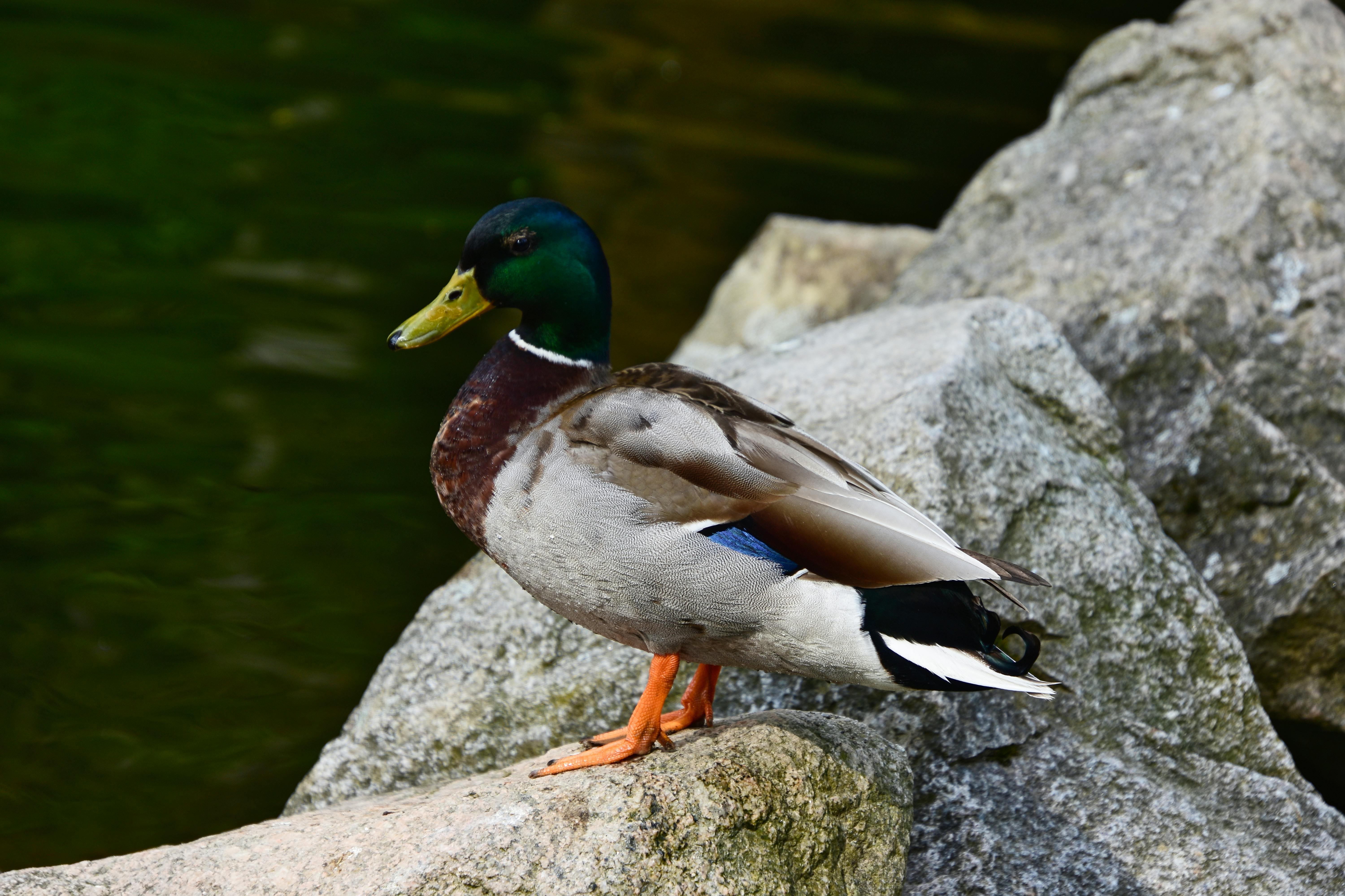 Duck on Rocks · Free Stock Photo