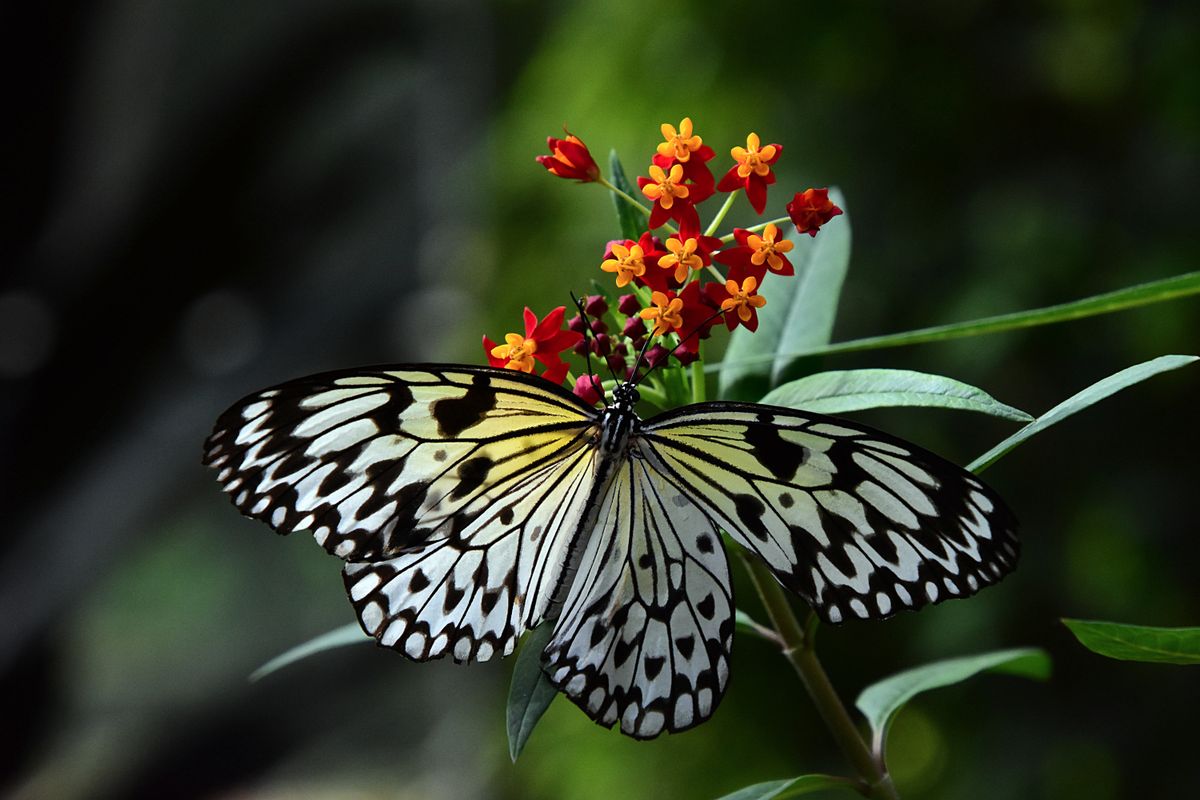 Flower Butterfly Wallpaper Photos, Download The BEST Free Flower ...