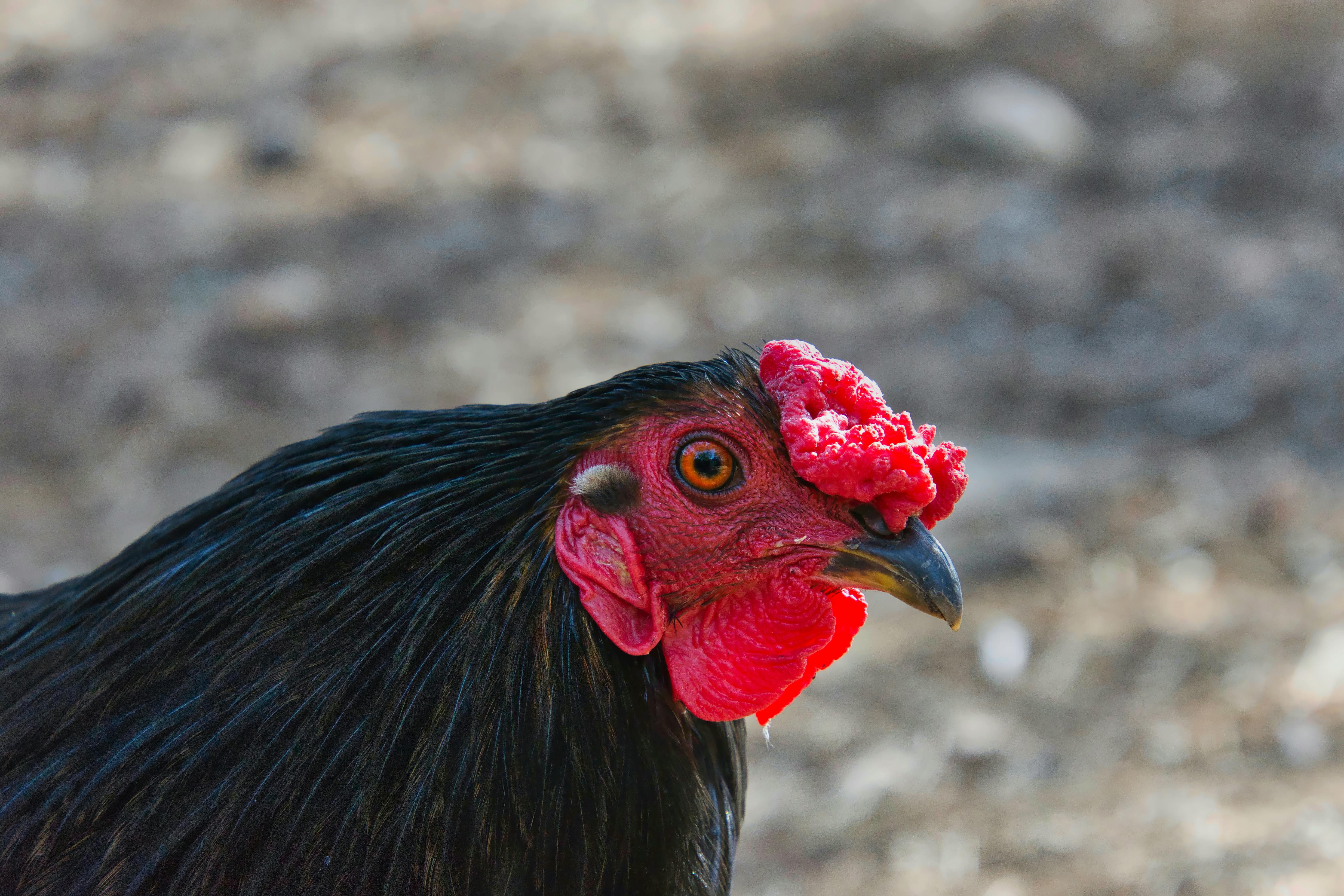 Head of Hen · Free Stock Photo