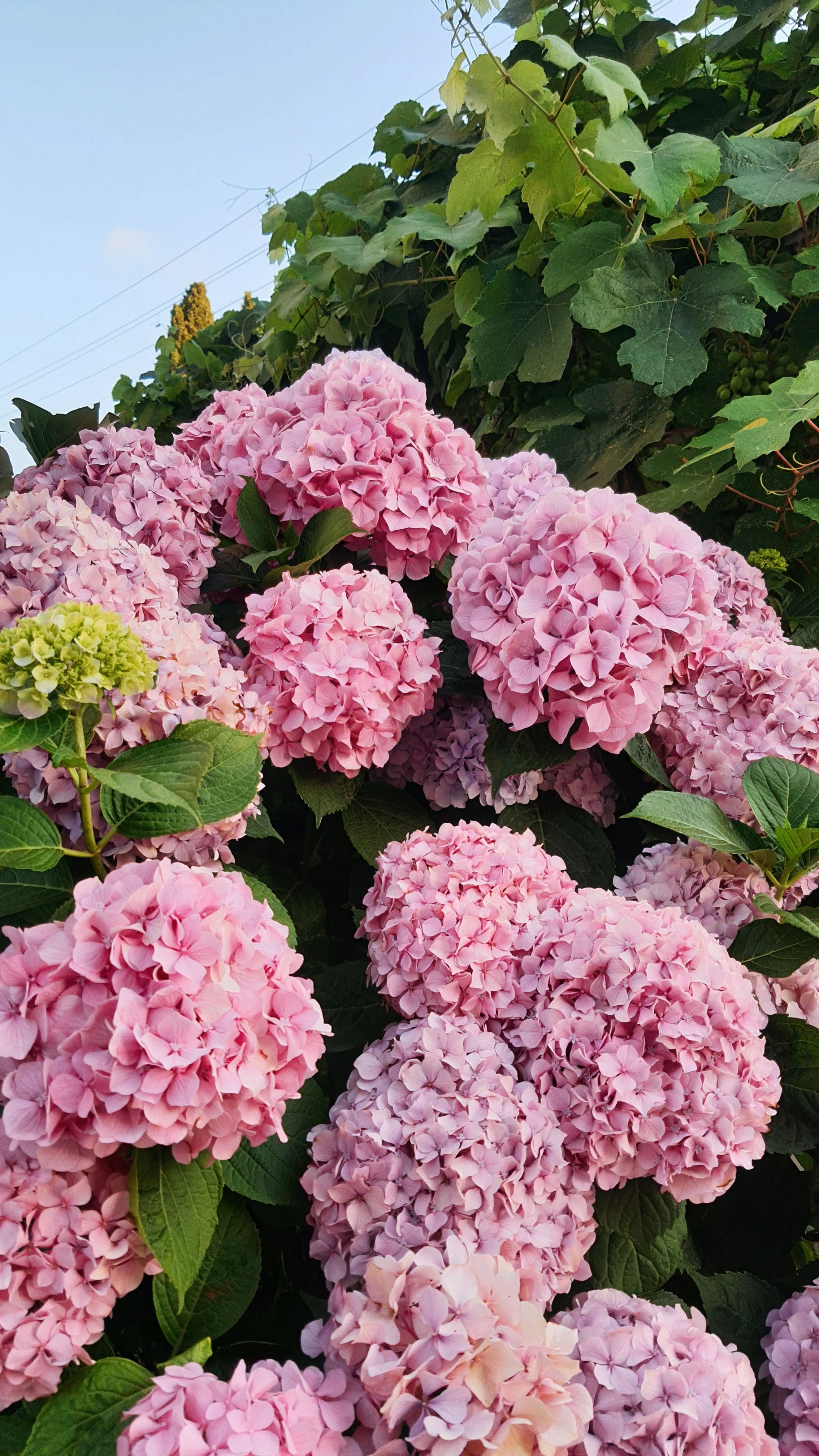 Close-Up Photography of Blue and White Hydrangea Flowers · Free Stock Photo