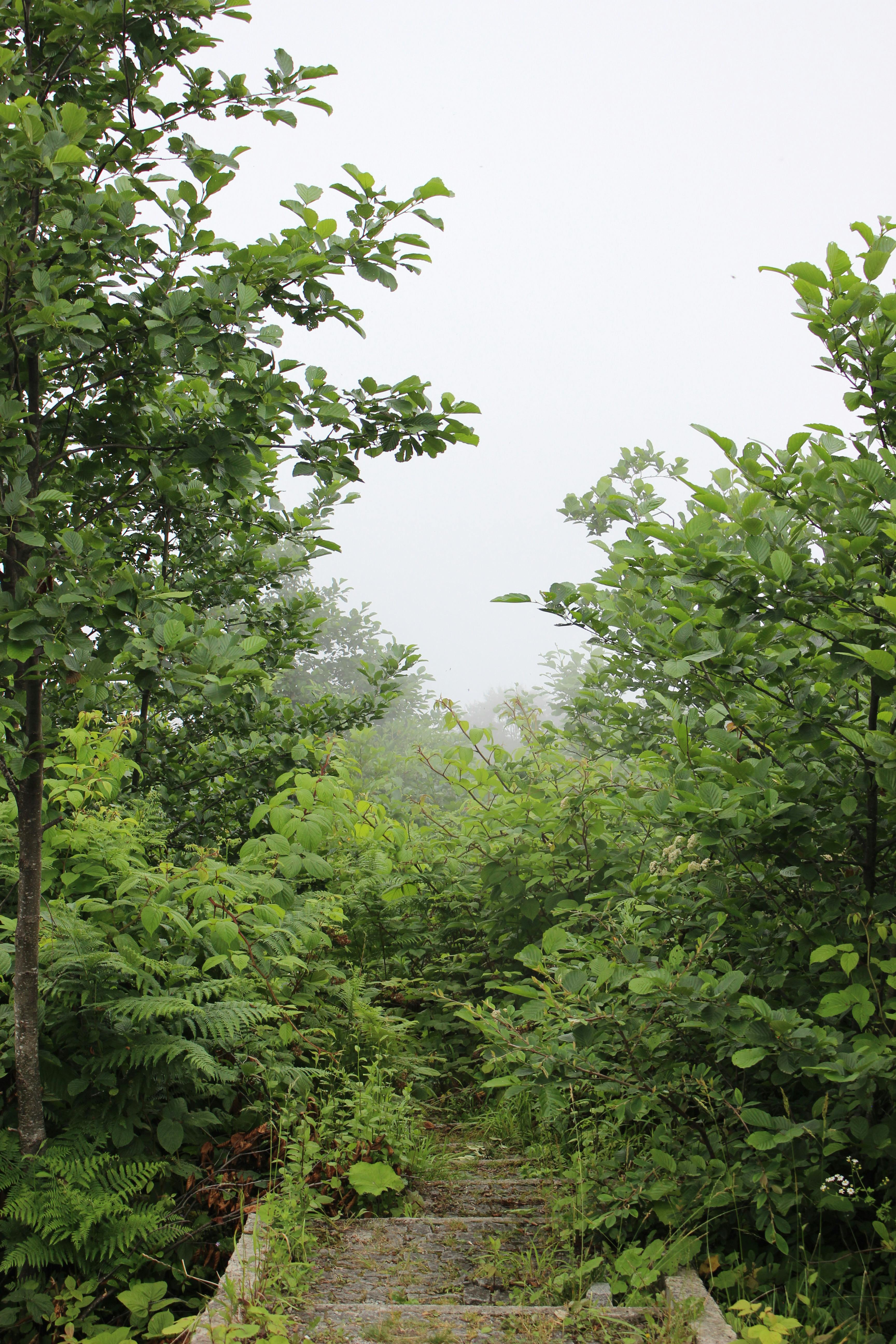 Stairs in Forest · Free Stock Photo