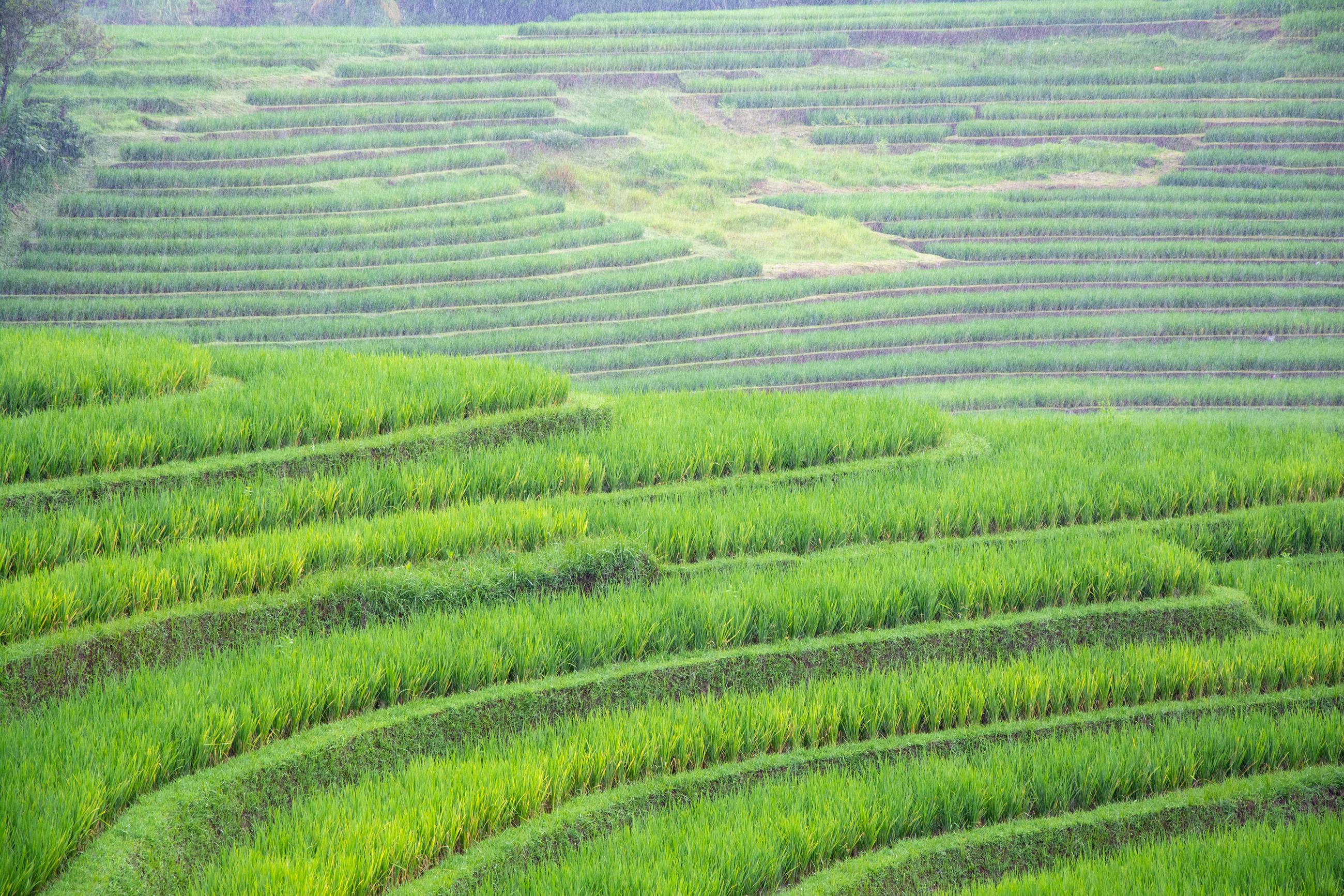 View of a Terrace Plantation · Free Stock Photo