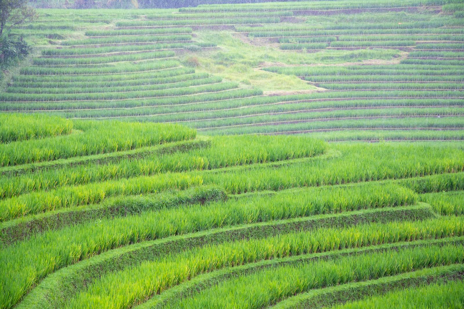 Terrace Plantation Photos, Download The BEST Free Terrace Plantation ...