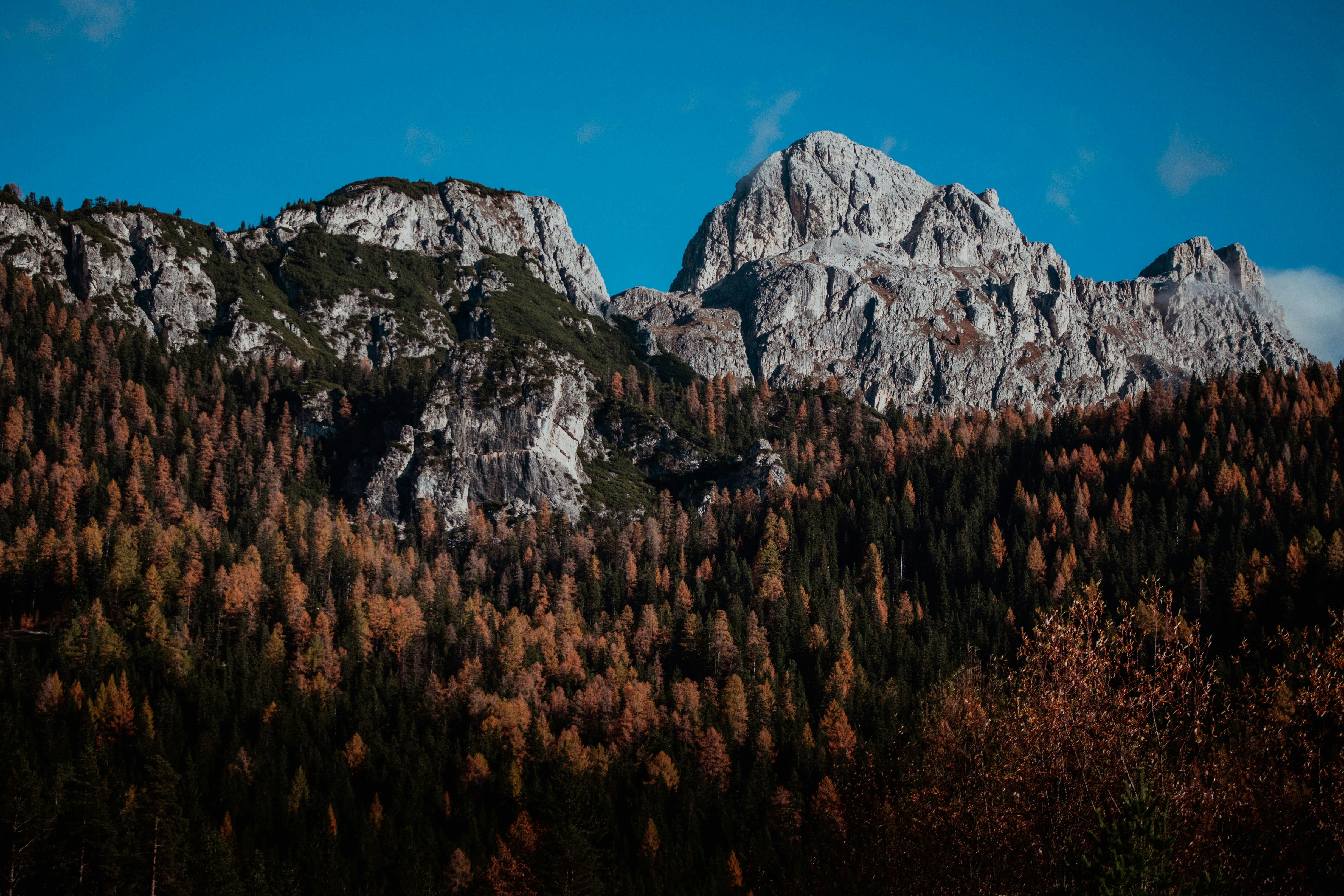 Autumn Forests Photos, Download The BEST Free Autumn Forests Stock ...