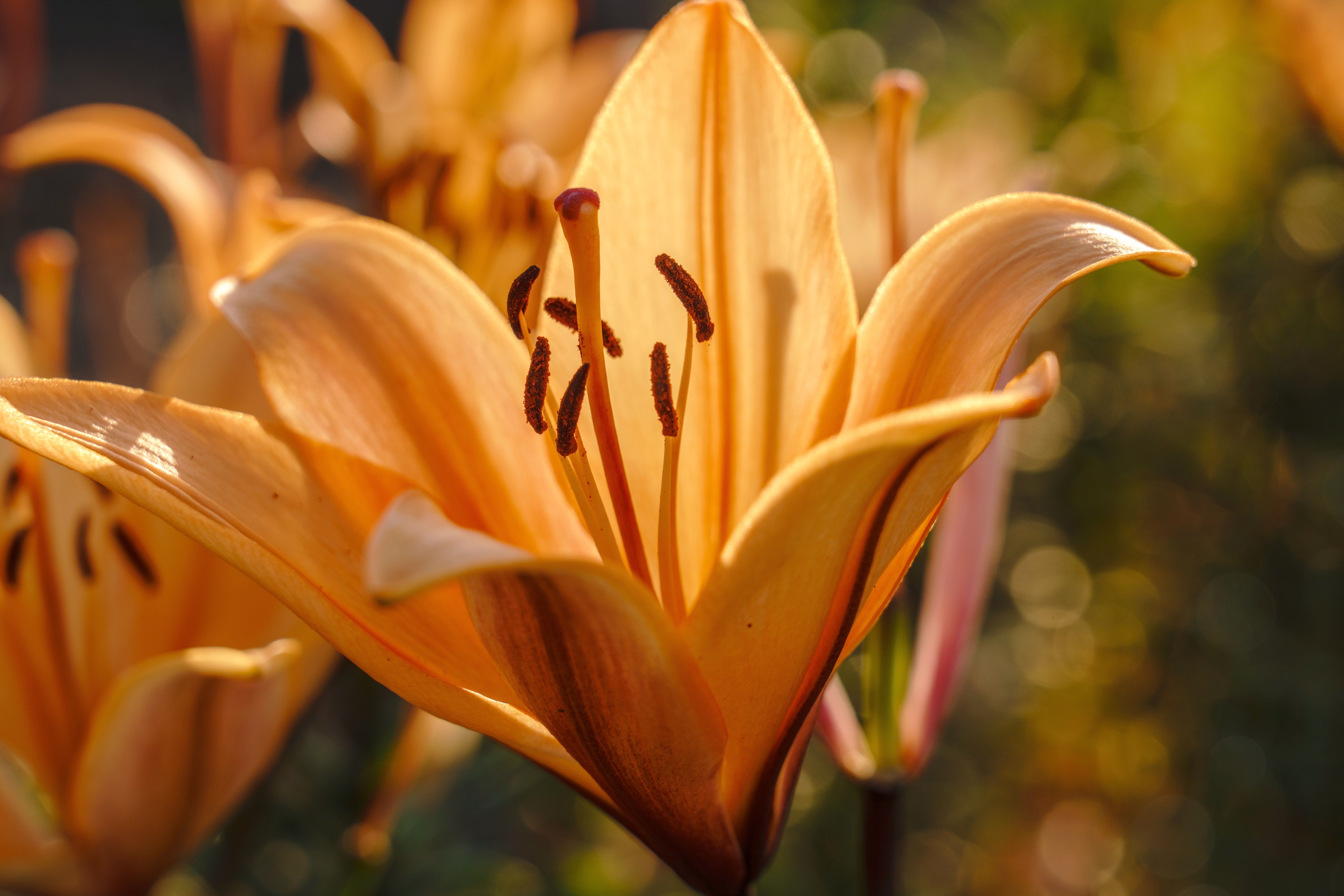 Fire Lily Flower · Free Stock Photo