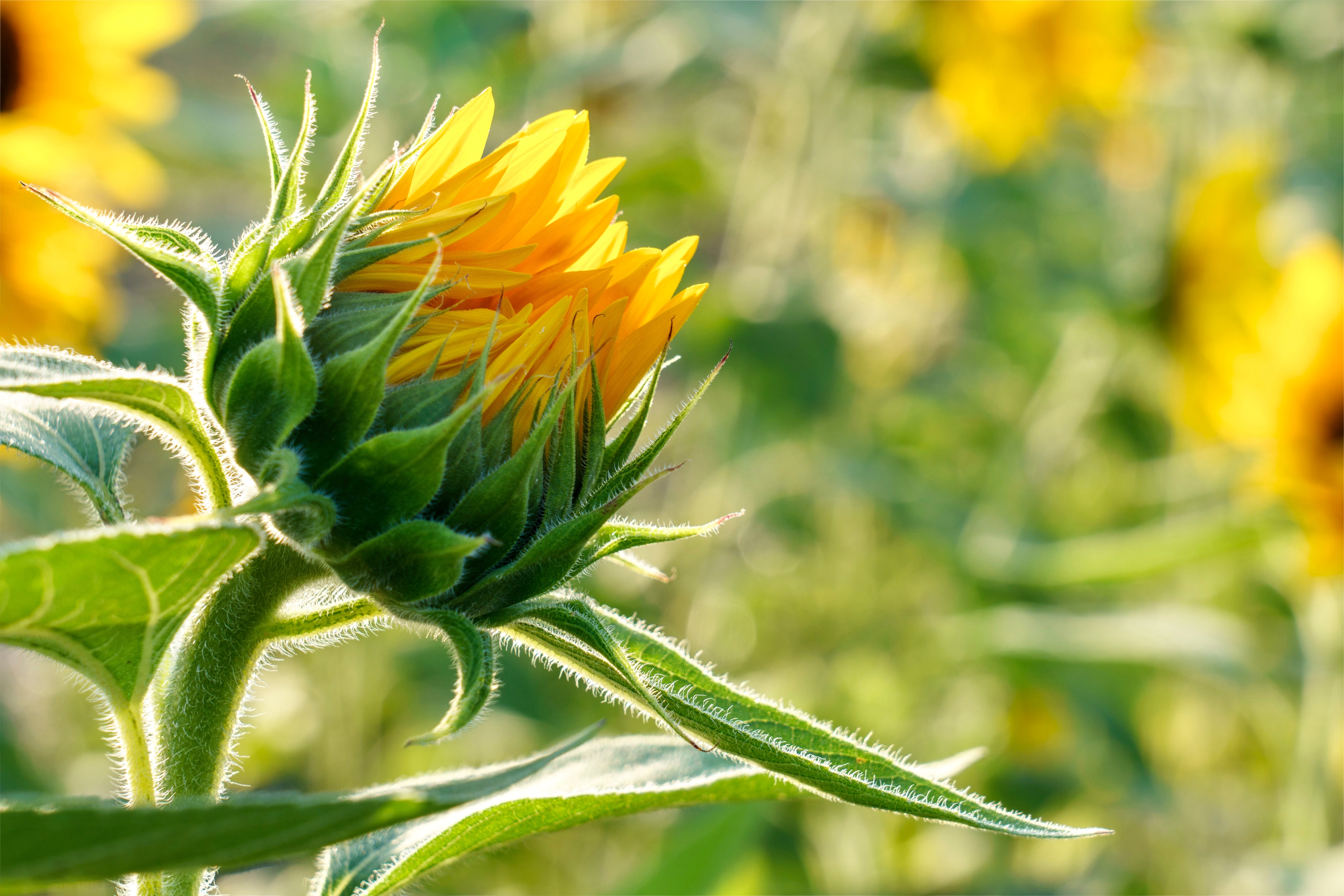 Close-up of a Blooming Sunflower · Free Stock Photo