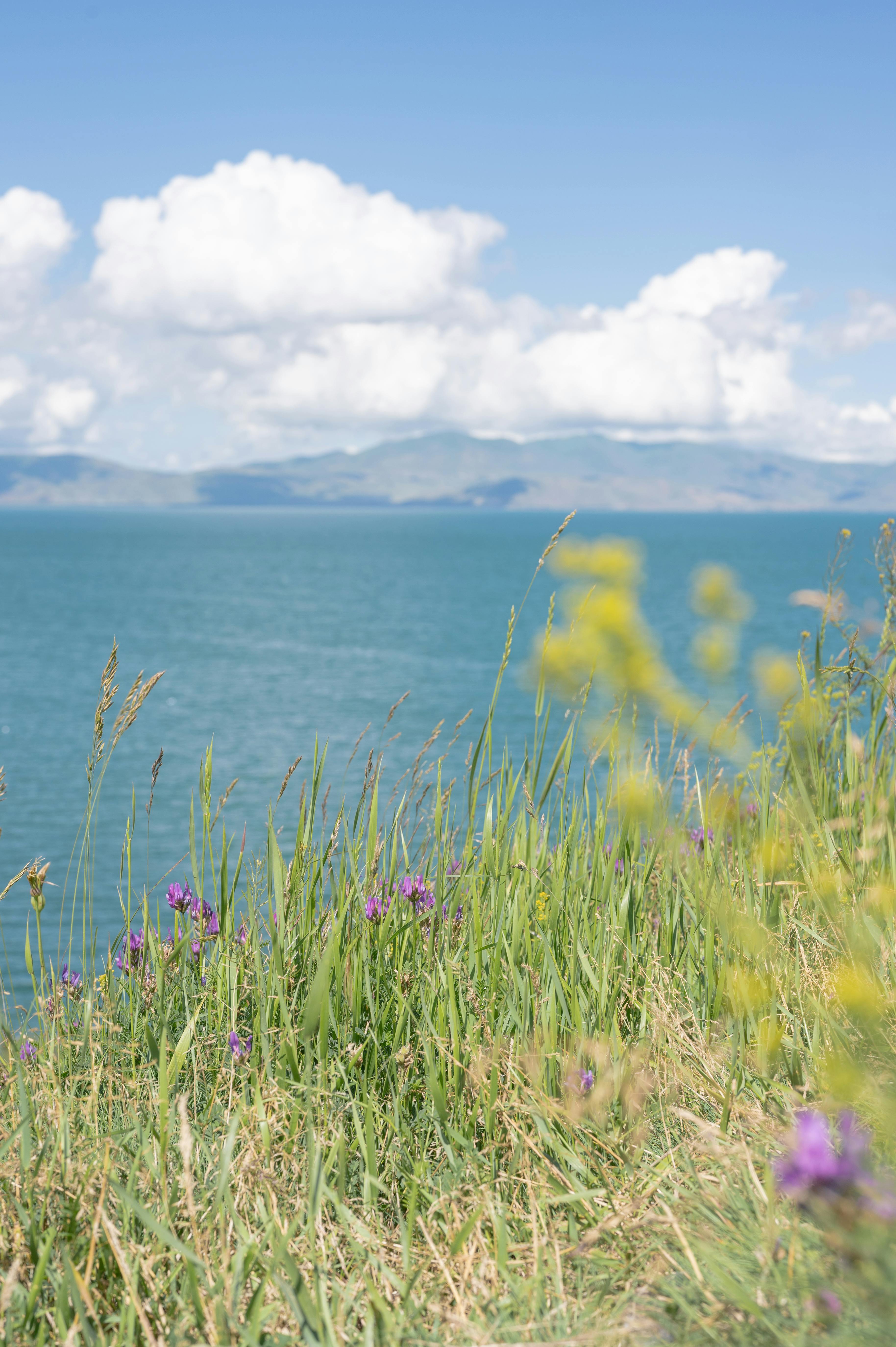 Summer Solstice Photos, Download The BEST Free Summer Solstice Stock ...