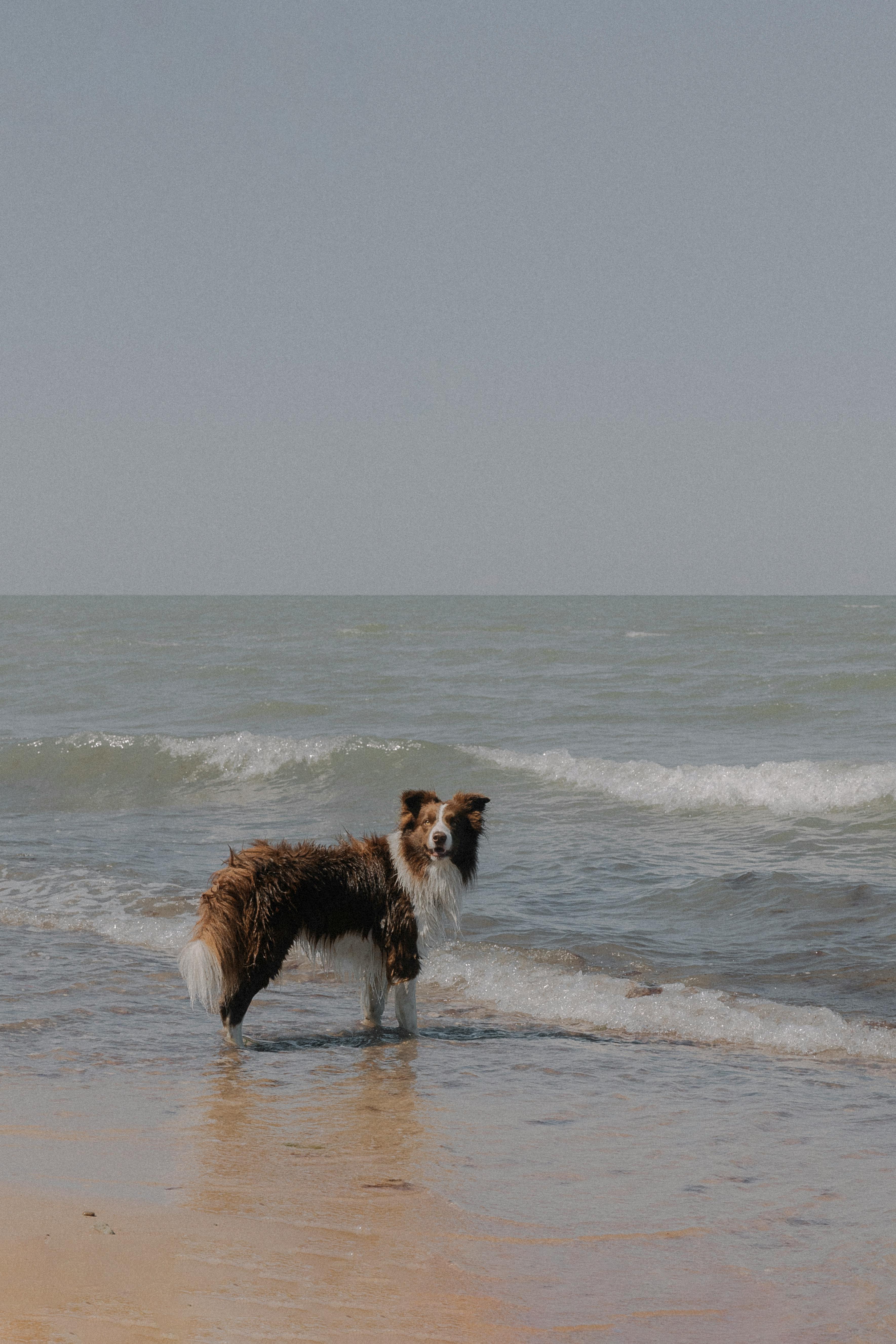 Npc Wave Gif Photos, Download The BEST Free Npc Wave Gif Stock Photos ...