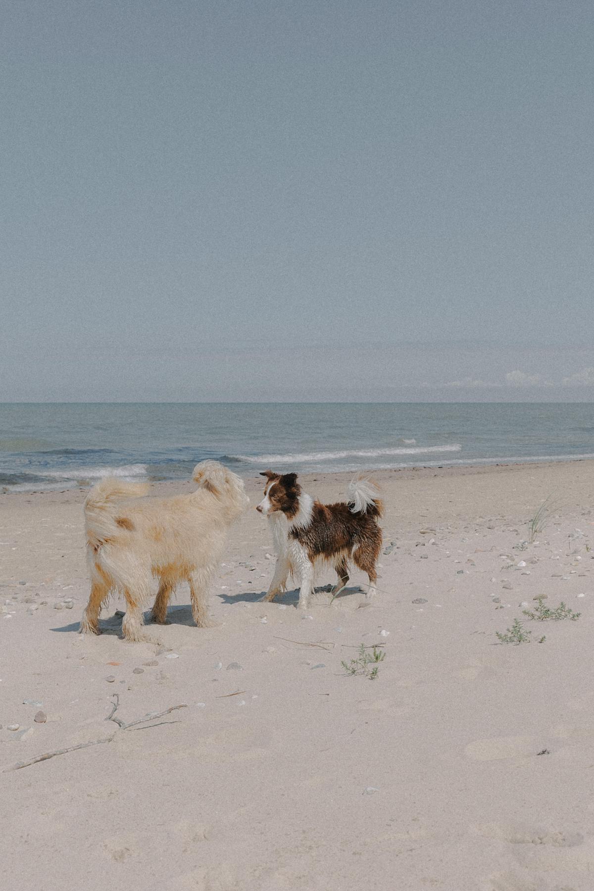 Dog Tails Photos, Download The BEST Free Dog Tails Stock Photos & HD Images