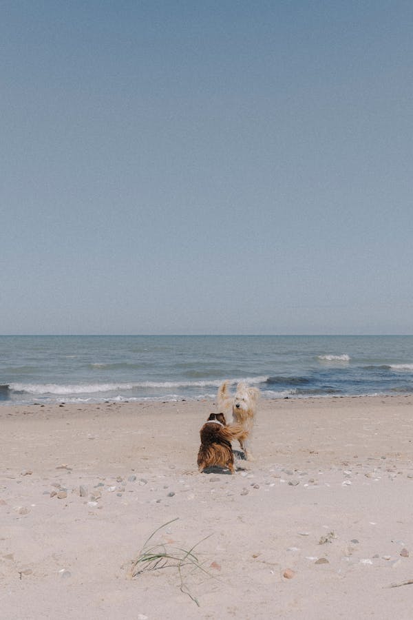 Ascal Dogs Photos, Download The BEST Free Ascal Dogs Stock Photos & HD ...